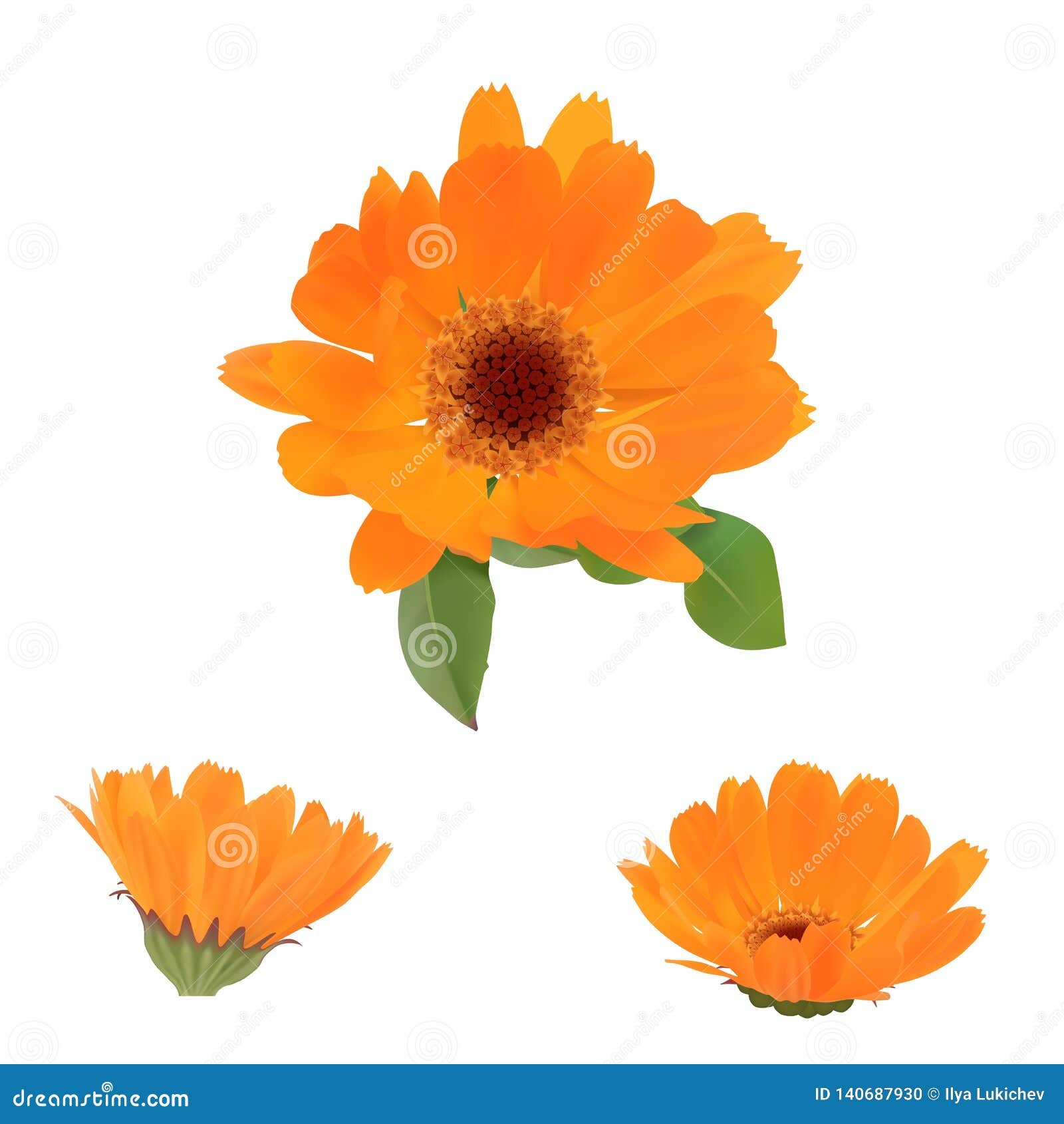Calendula. Flower and Leaves Isolated on White Background Stock Vector ...