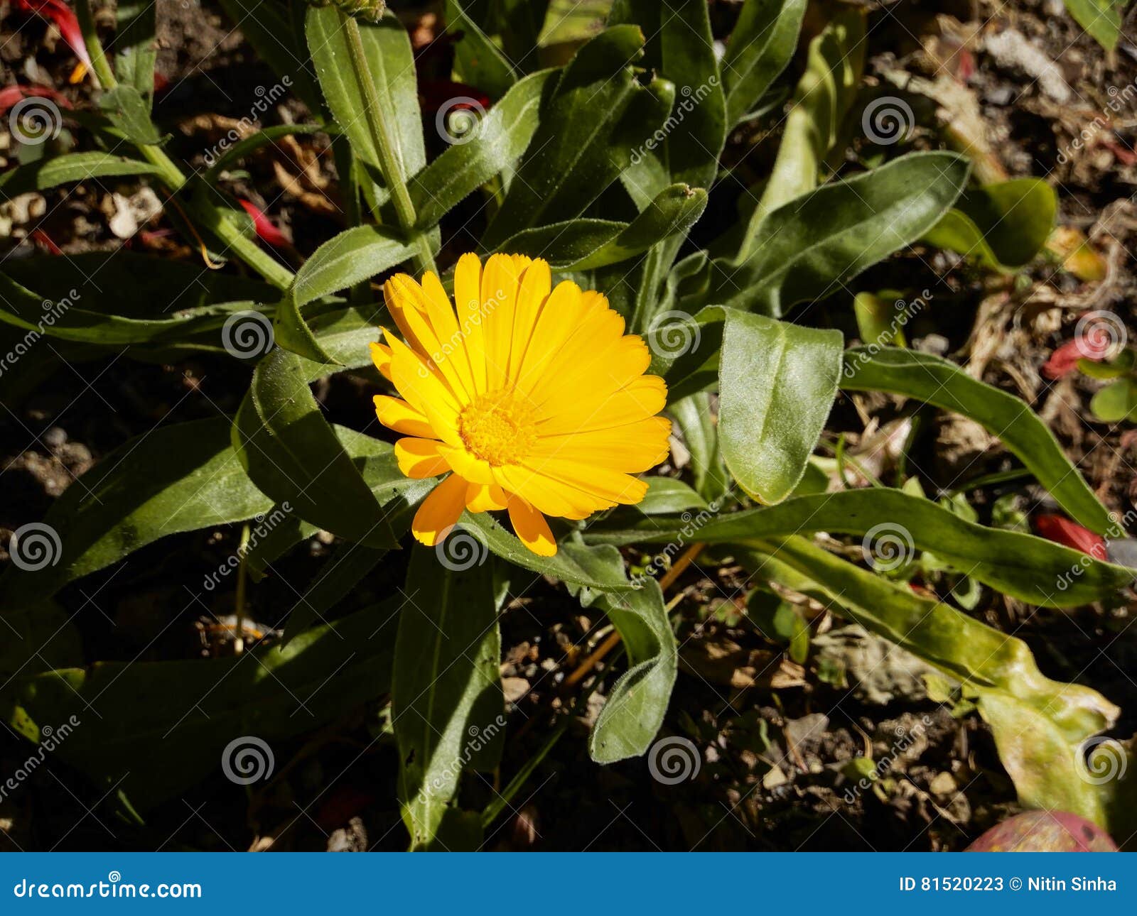 Calendula Flower Morning Sunshine Stock Photos - Free & Royalty-Free ...