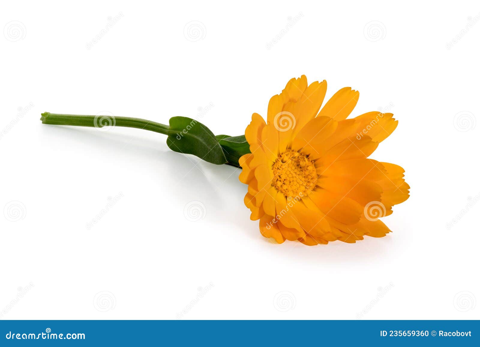Calendula Flower with Stem and Leaves on a White Background. Full Depth ...