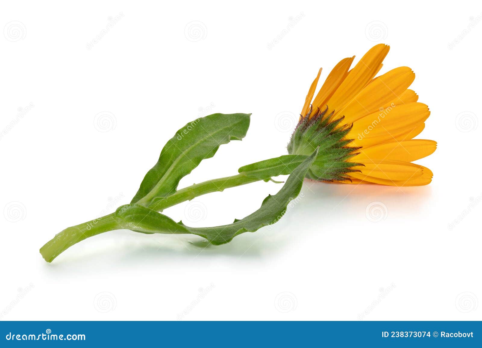 Calendula Flower with Stem and Leaves on a White Background. Full Depth ...