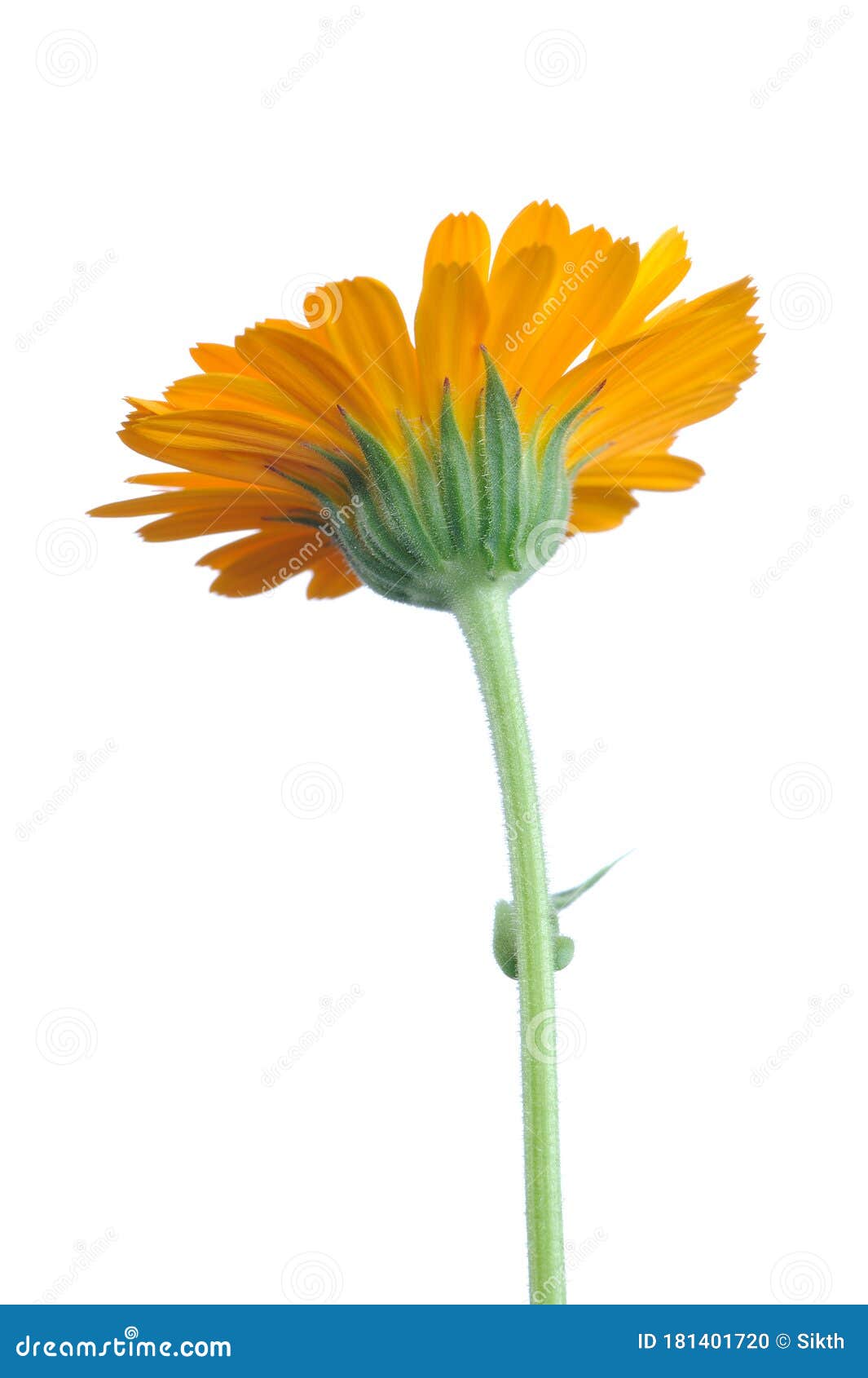 Calendula Flower with Stem Side View Isolated on White Background Stock ...