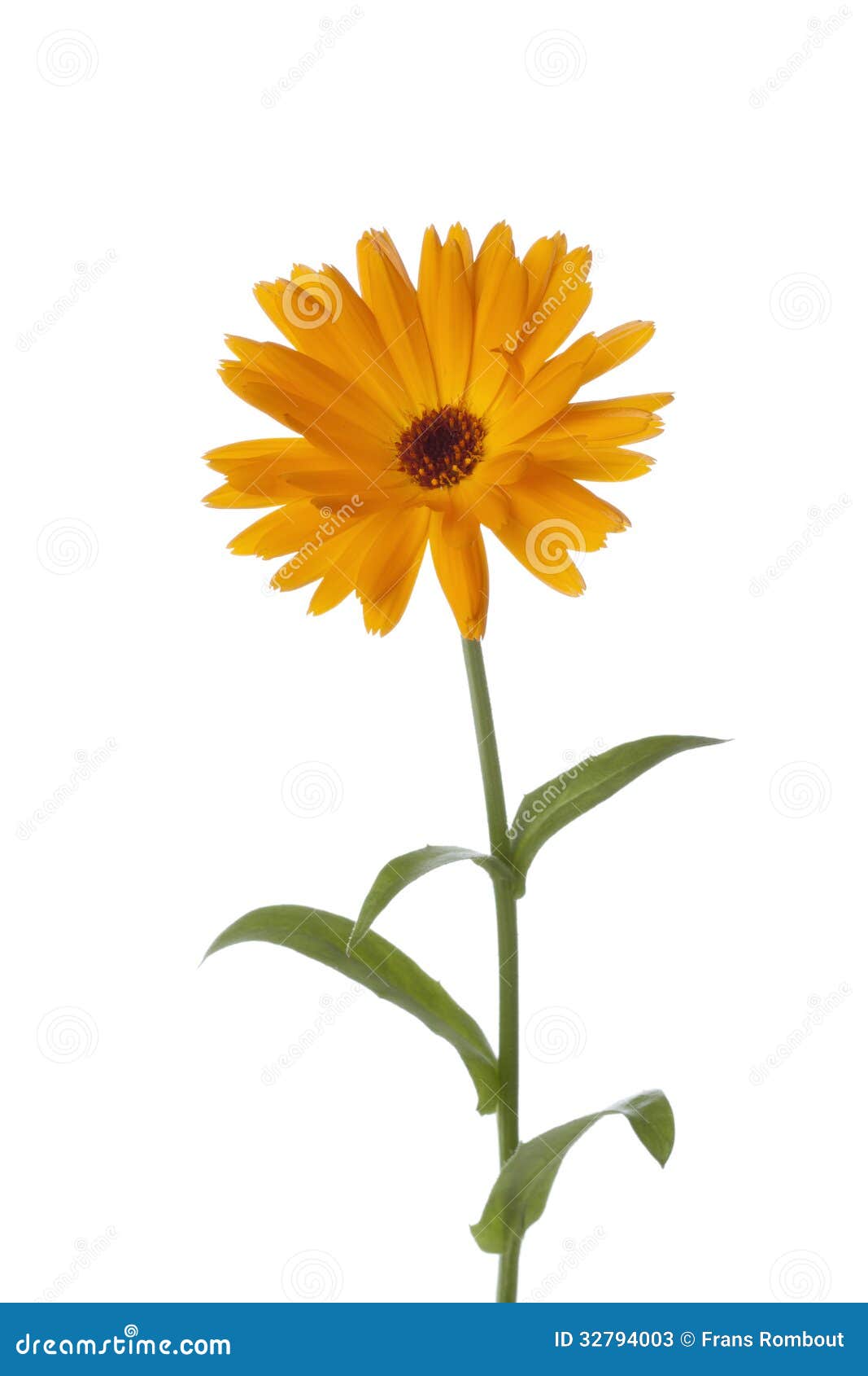 Calendula flower stock image. Image of medicine, calendula - 32794003