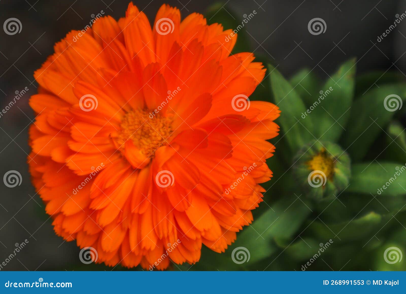 Calendula Flower Yellow Color Looking Great 2 Stock Image - Image of ...