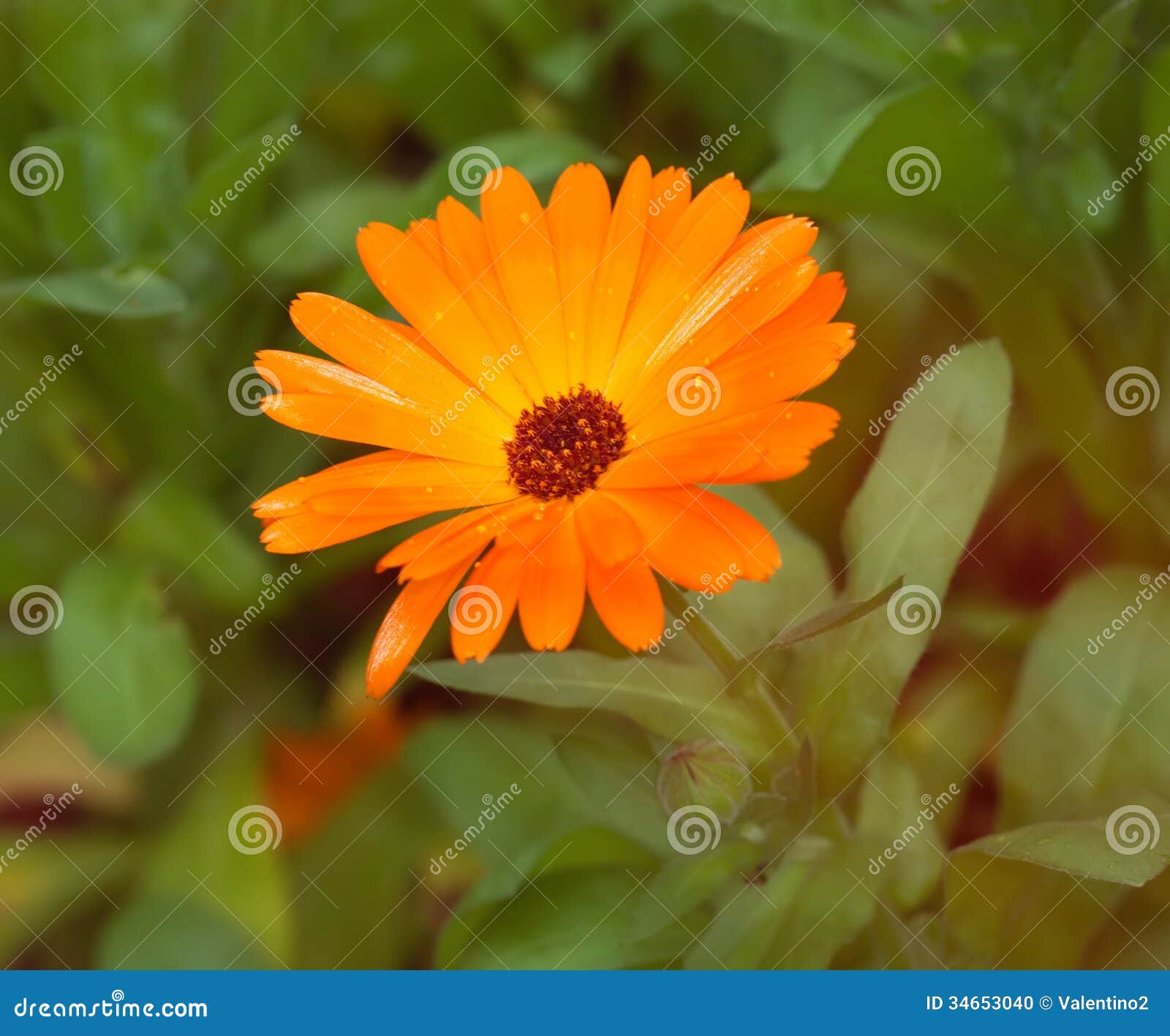 Calendula flower stock photo. Image of beauty, summer - 34653040