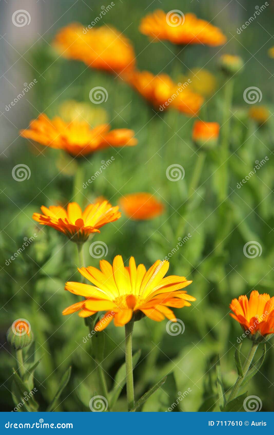 Calendula flowers stock photo. Image of flower, close - 7117610