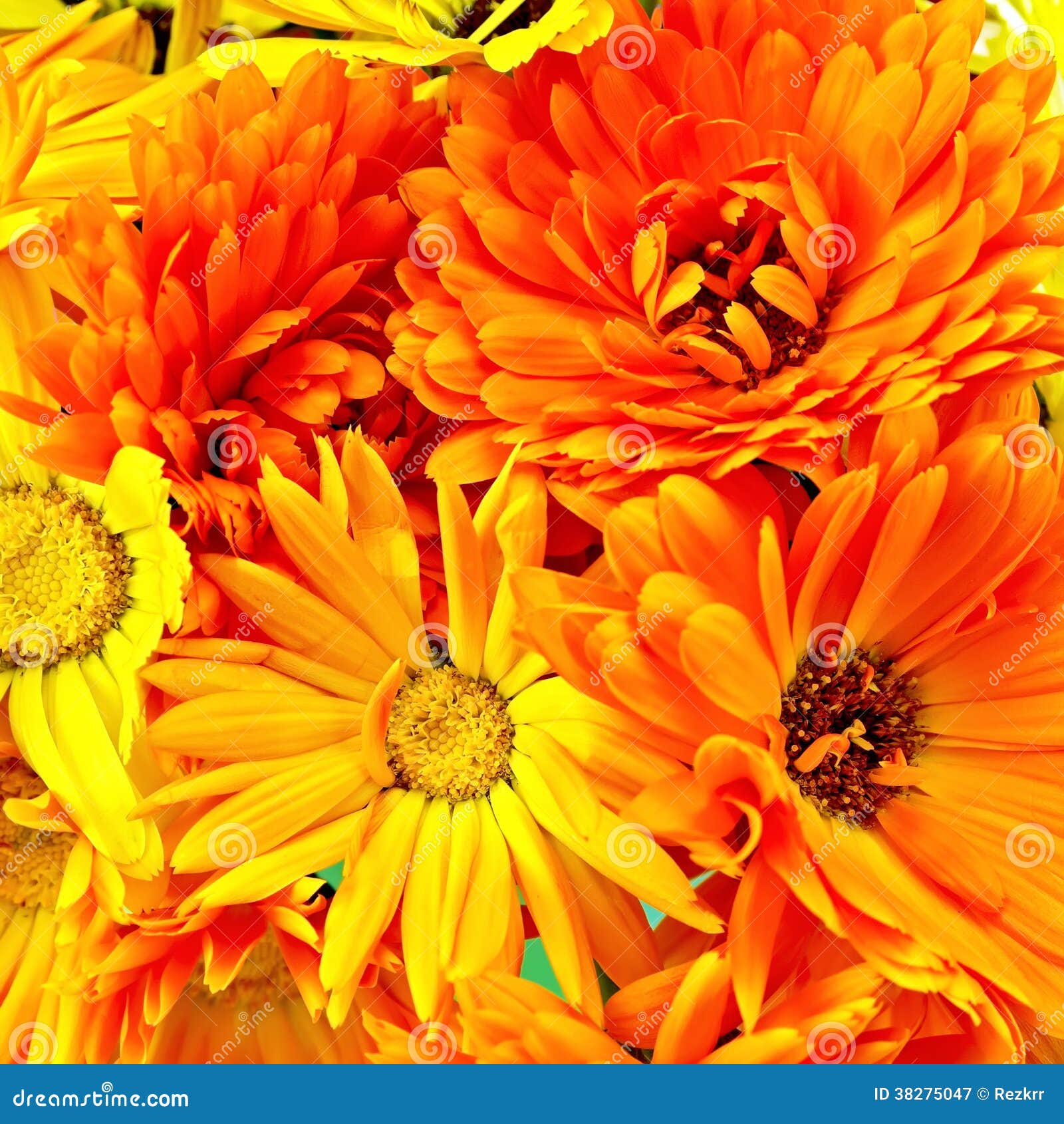 Calendula flowers bouquet stock image. Image of bright - 38275047