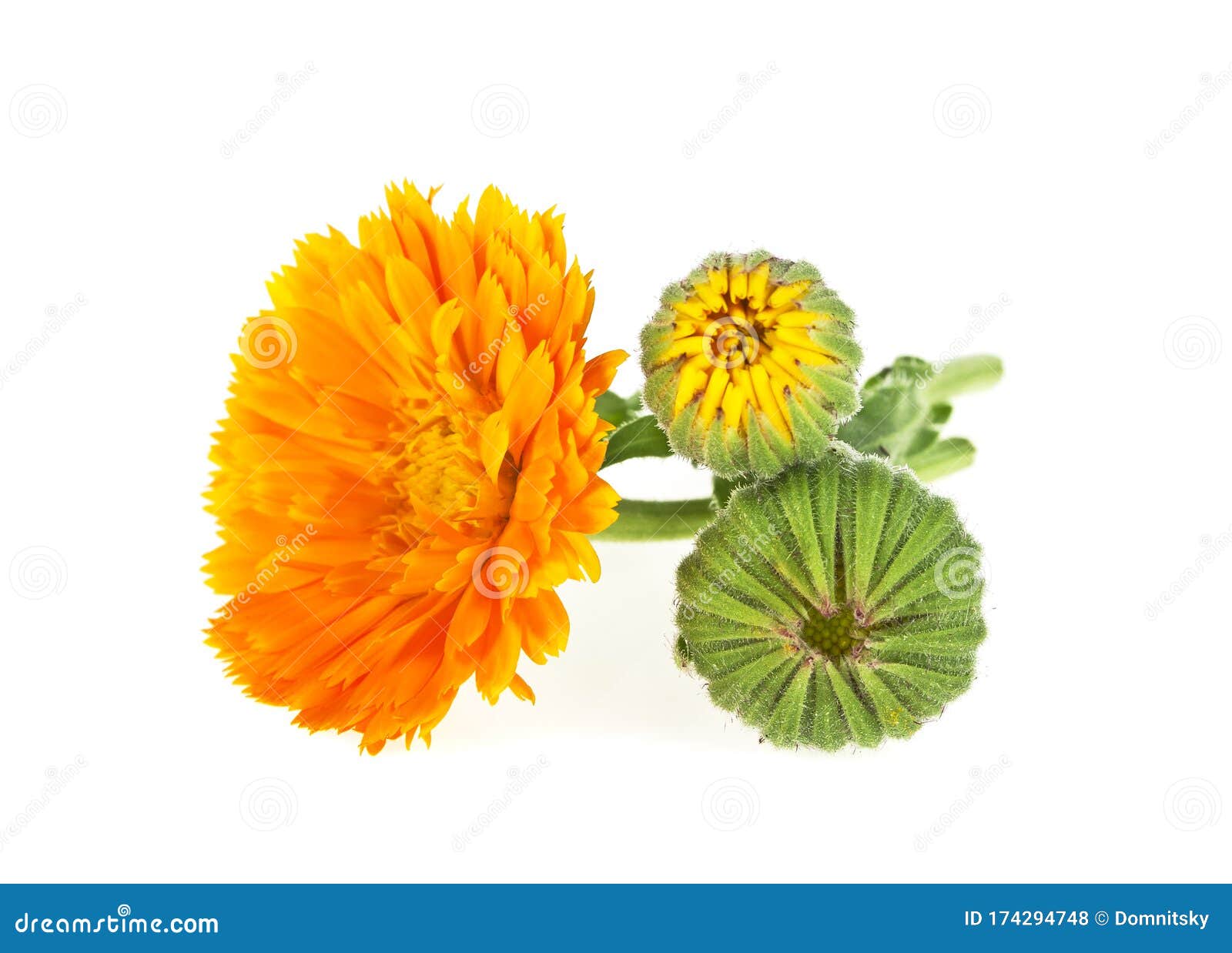 Calendula Flowers. Bouquet Isolated on White Background Stock Photo ...