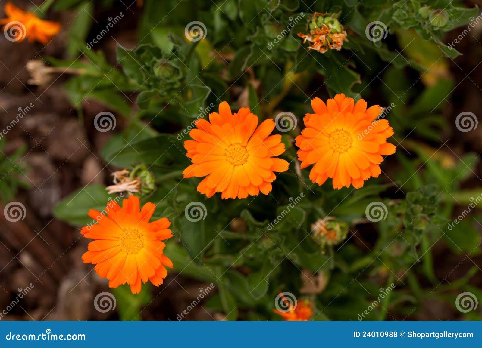 Calendula Flowers (Calendula Officinalis) Stock Photo - Image of ...