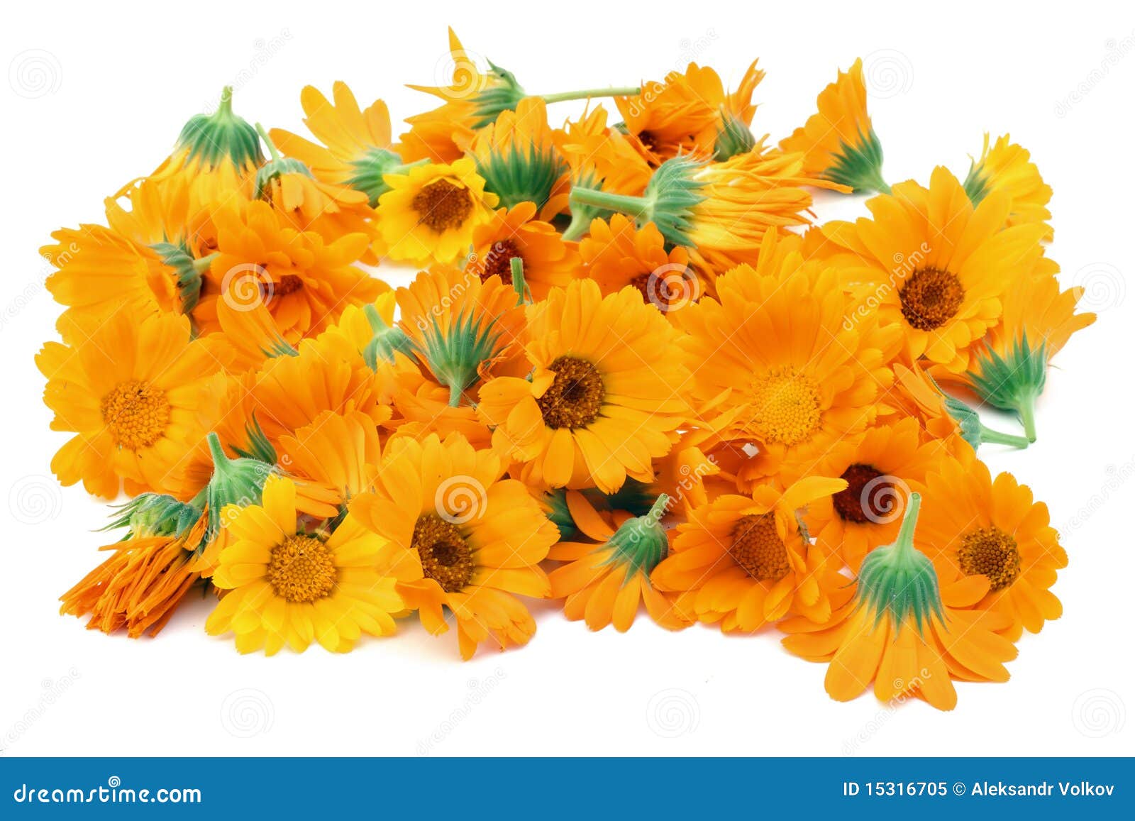 Calendula flowers isolated stock image. Image of flower - 15316705