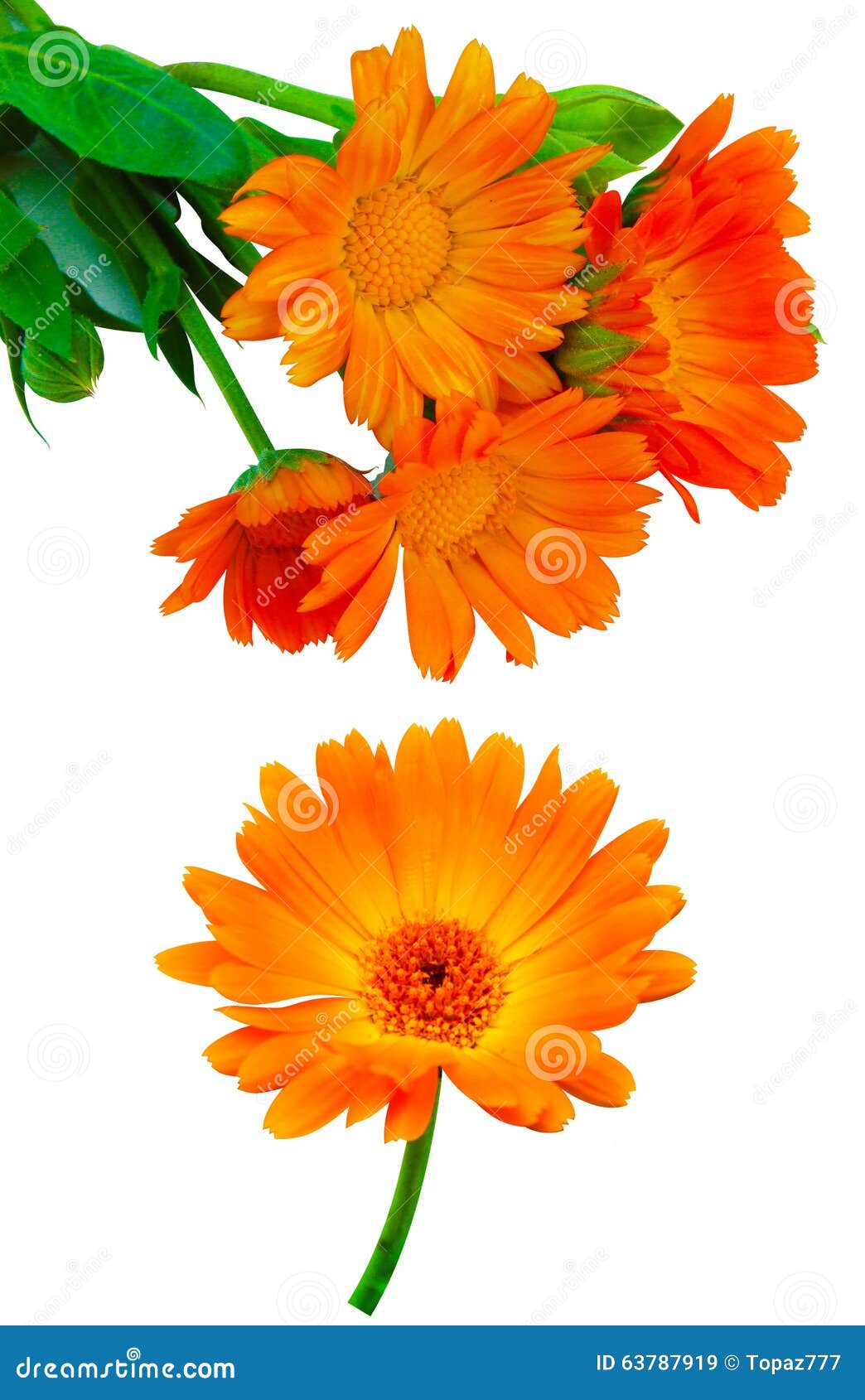 Calendula stock image. Image of bloom, daisy, color, close - 63787919