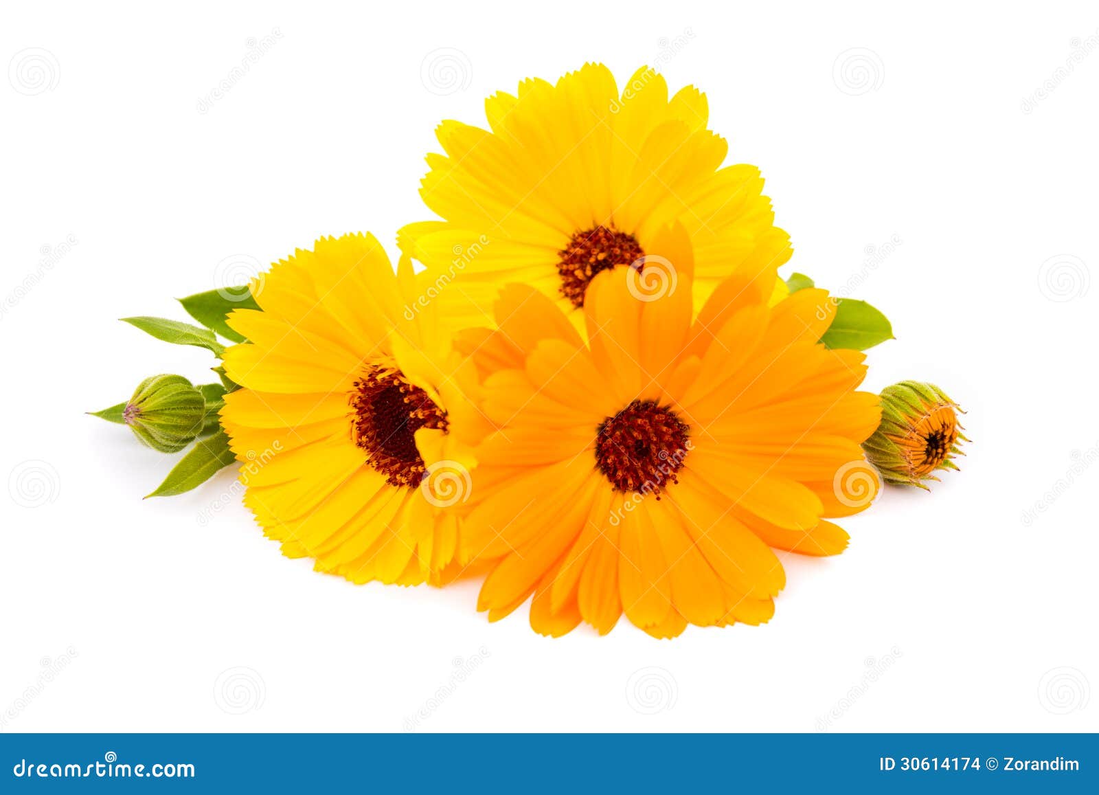 Calendula. Flowers Isolated on White Stock Photo - Image of positive ...