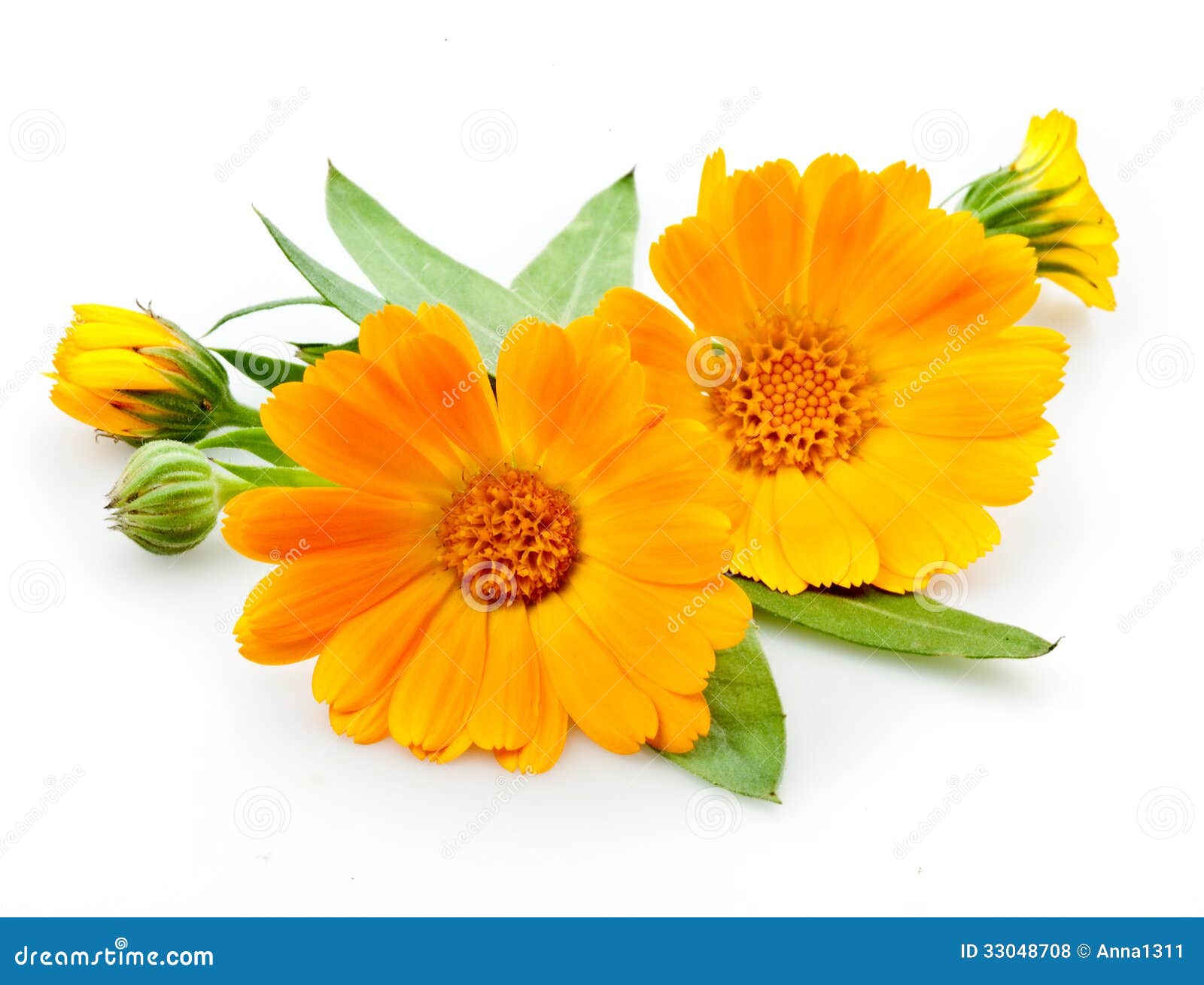 Calendula. Flowers with Leaves on White Stock Photo - Image of summer ...