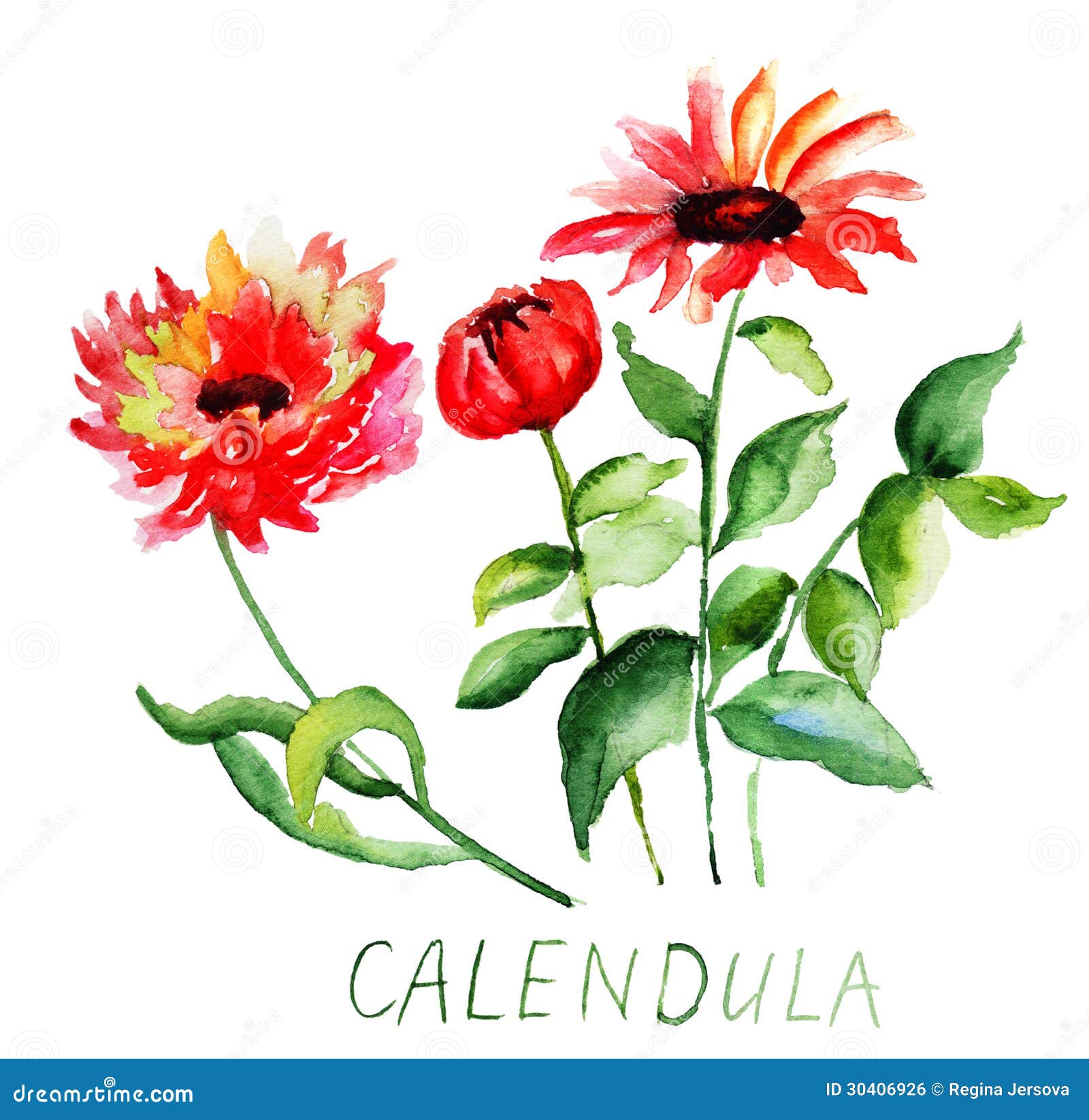 Calendula flowers stock illustration. Illustration of nature - 30406926