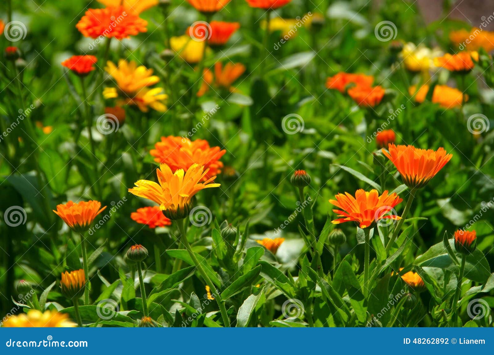 Calendula stock photo. Image of officinalis, english - 48262892