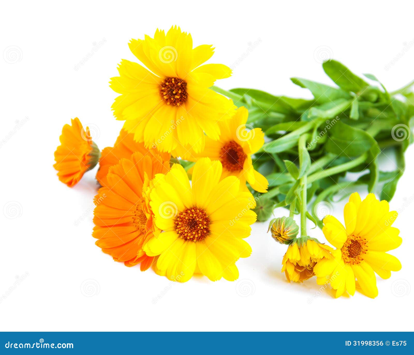 Calendula stock photo. Image of wildflower, herb, bouquet - 31998356
