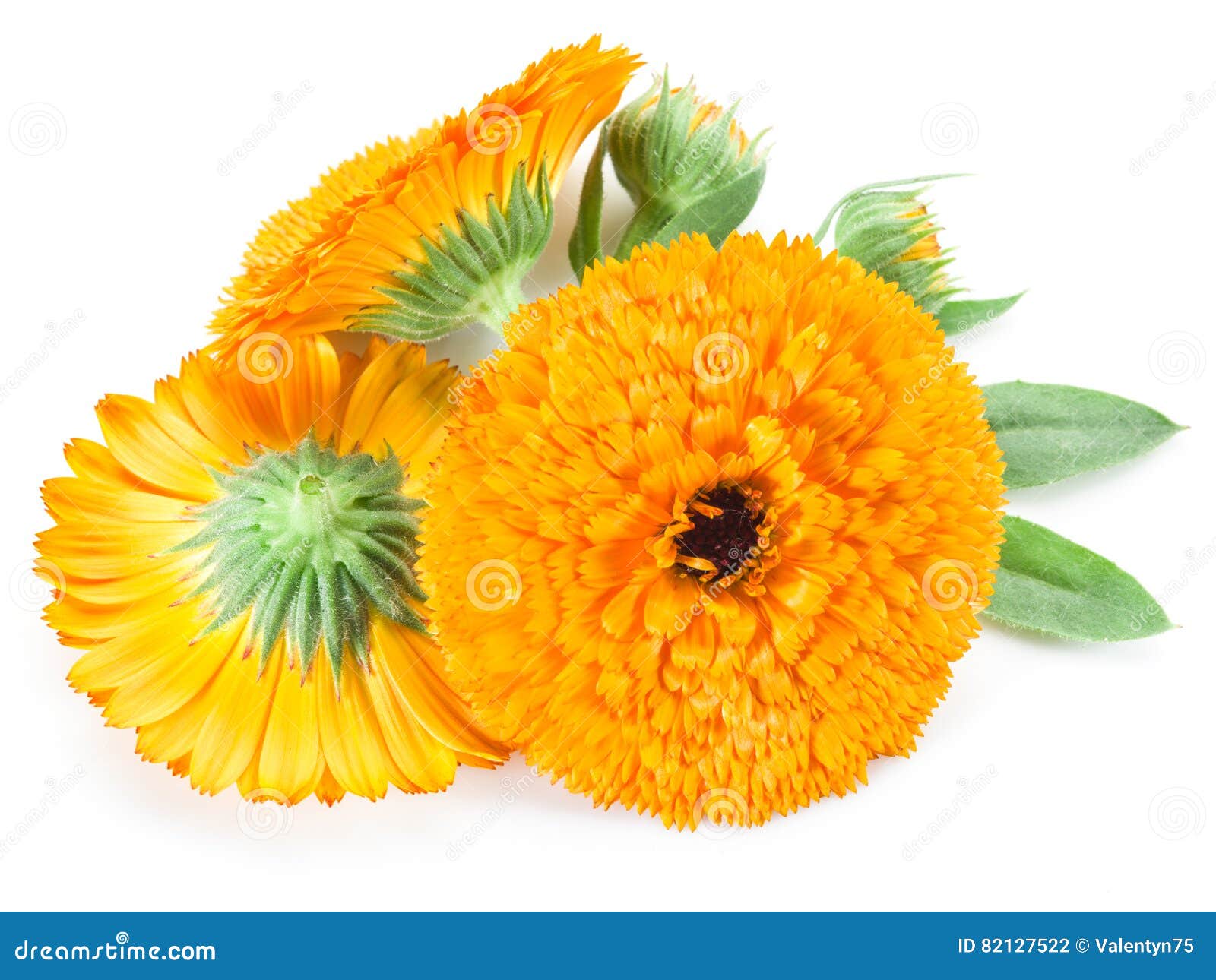 Calendula Flowers on White Background. Stock Photo - Image of closeup ...