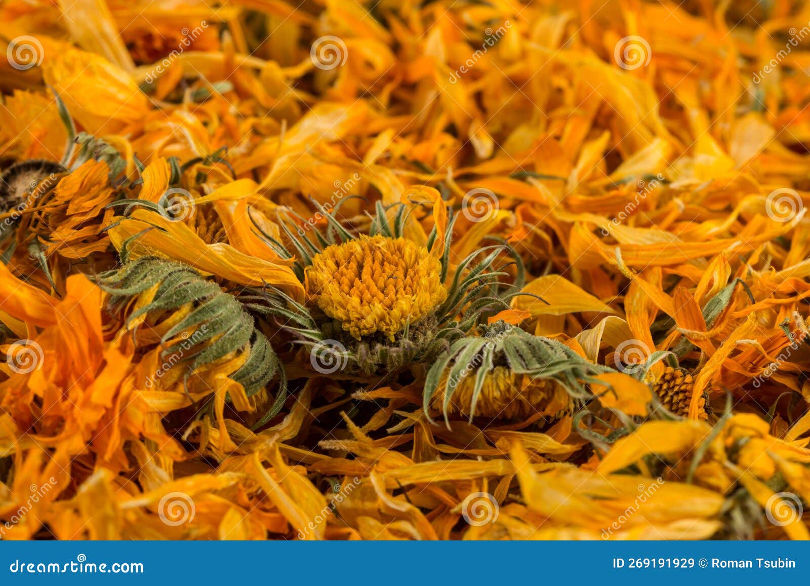 Calendula flowewr tea stock image. Image of healthy - 269191929