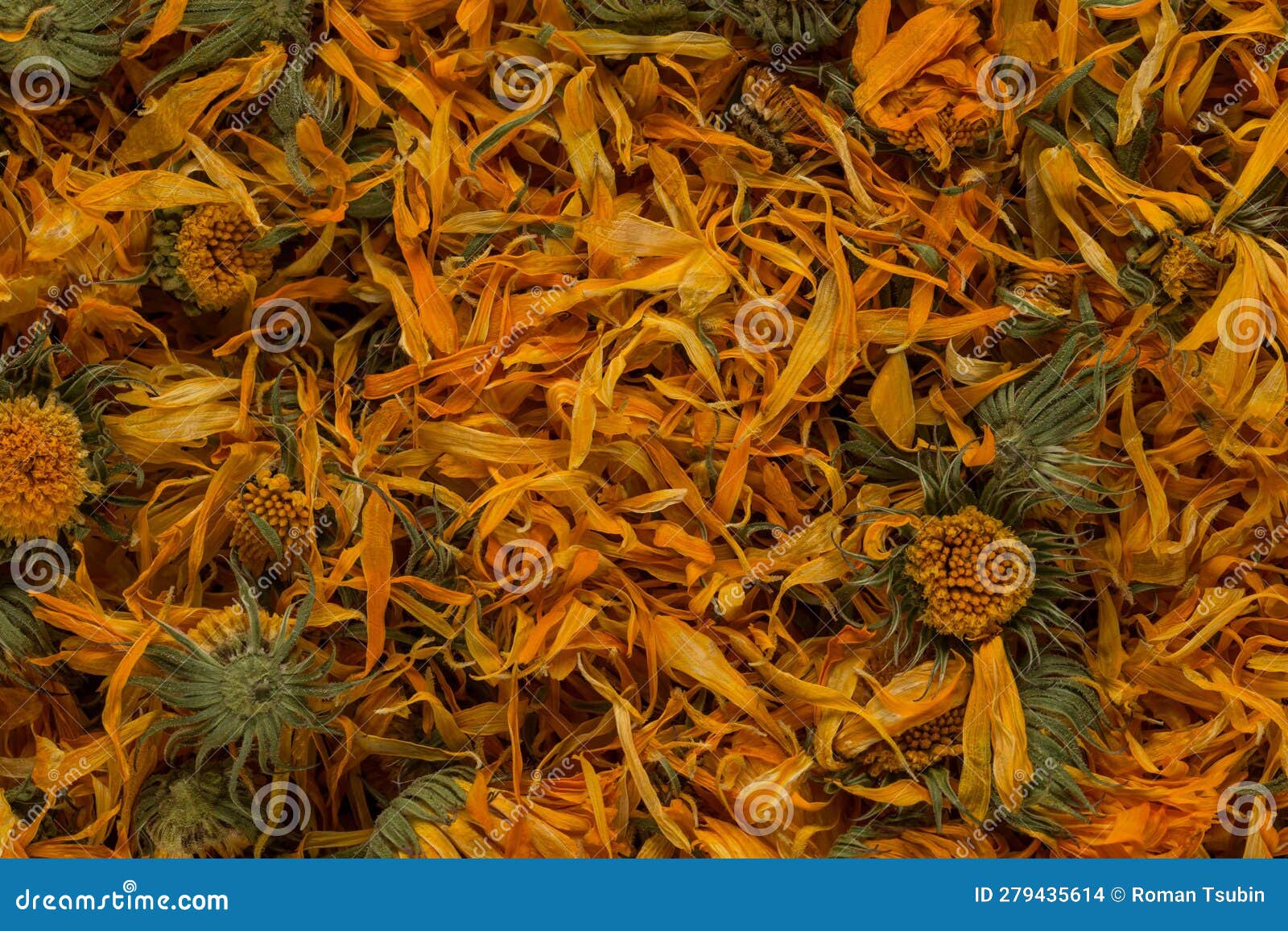 Calendula flowewr tea stock photo. Image of macro, close - 279435614