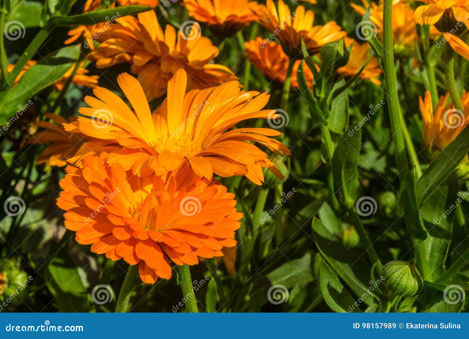 Calendula stock image. Image of sunny, herbs, summer - 98157989