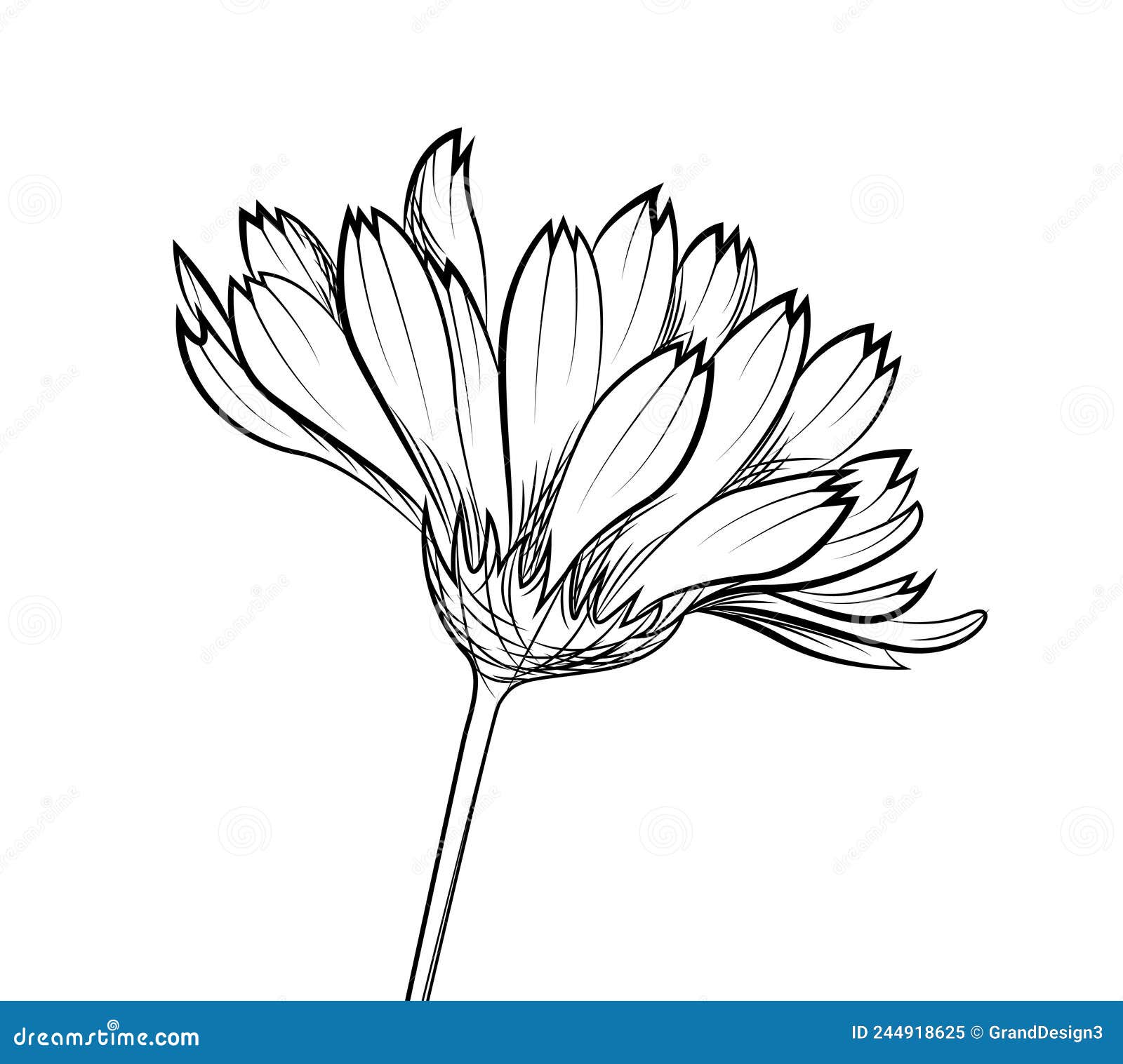 Calendula. Hand Drawn Vector Illustration. Stock Vector - Illustration ...