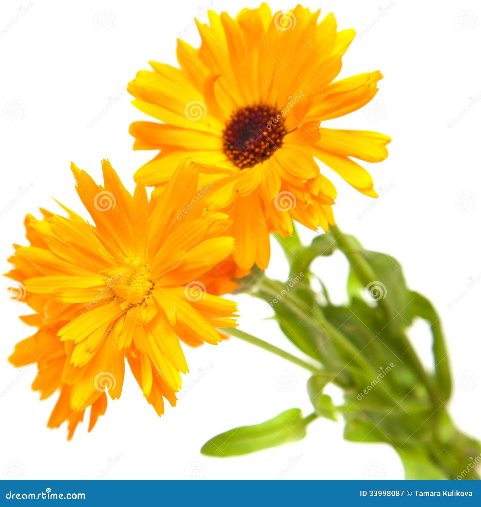 Calendula isolated stock image. Image of background, decorative - 33998087
