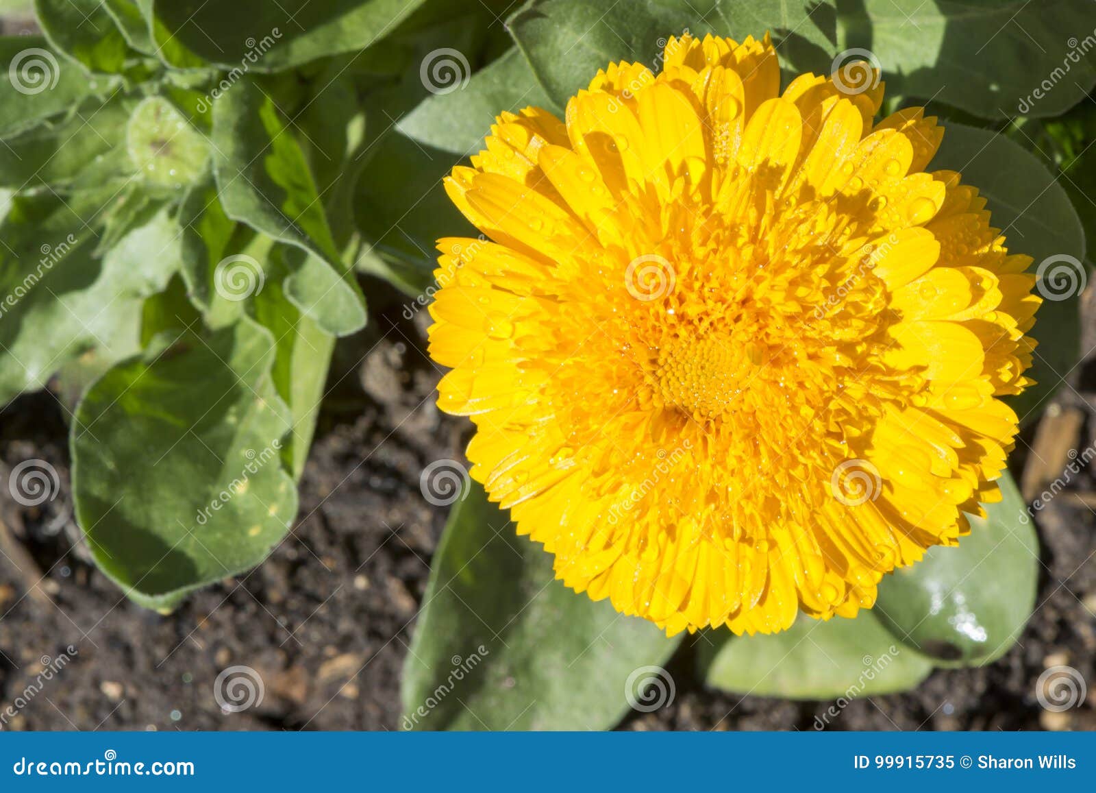 Calendula Jaune Simple Officinalis, Double Cultivar Image stock - Image ...
