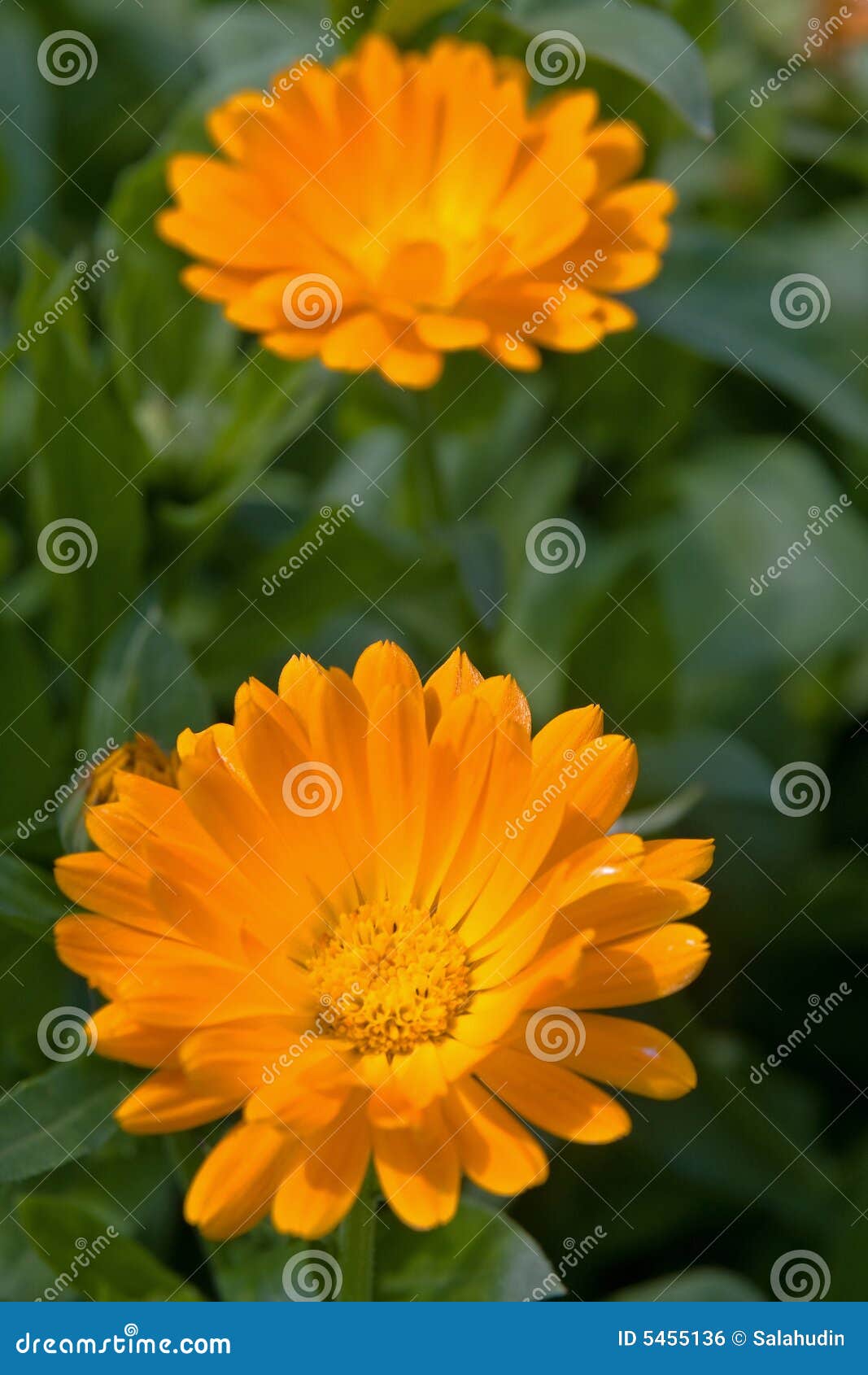 Calendula marigold flower stock photo. Image of floral - 5455136