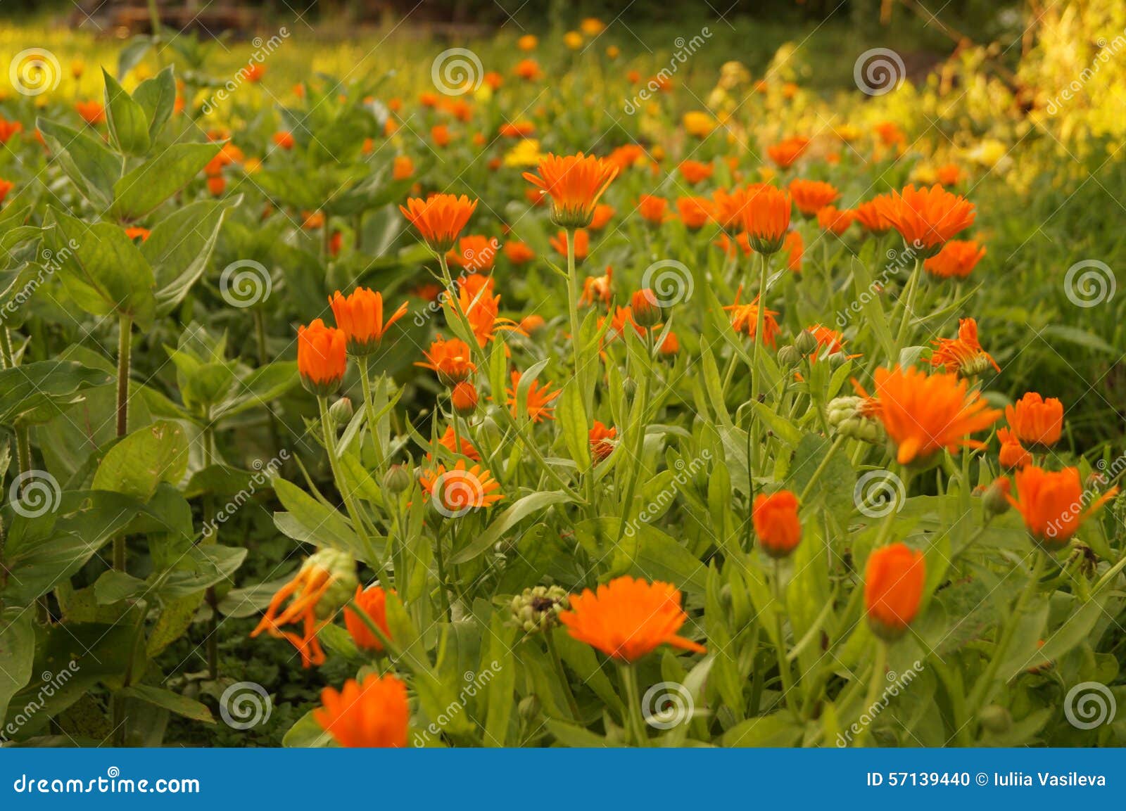 Calendula Marigold Orange Flowers Stock Photo - Image of flora, nature ...
