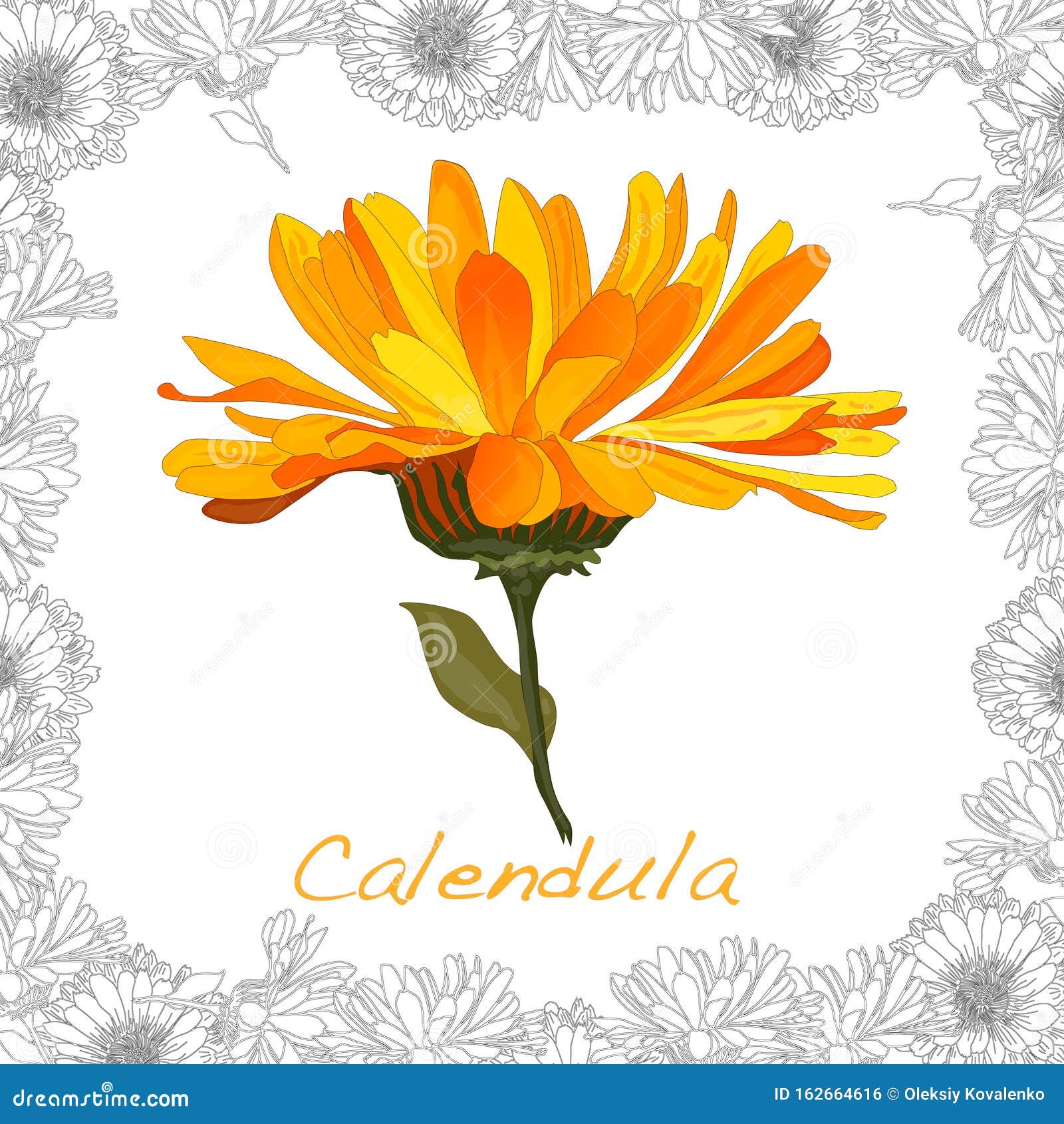 Calendula. Medical Herb Illustration Isolated on White Stock Vector ...