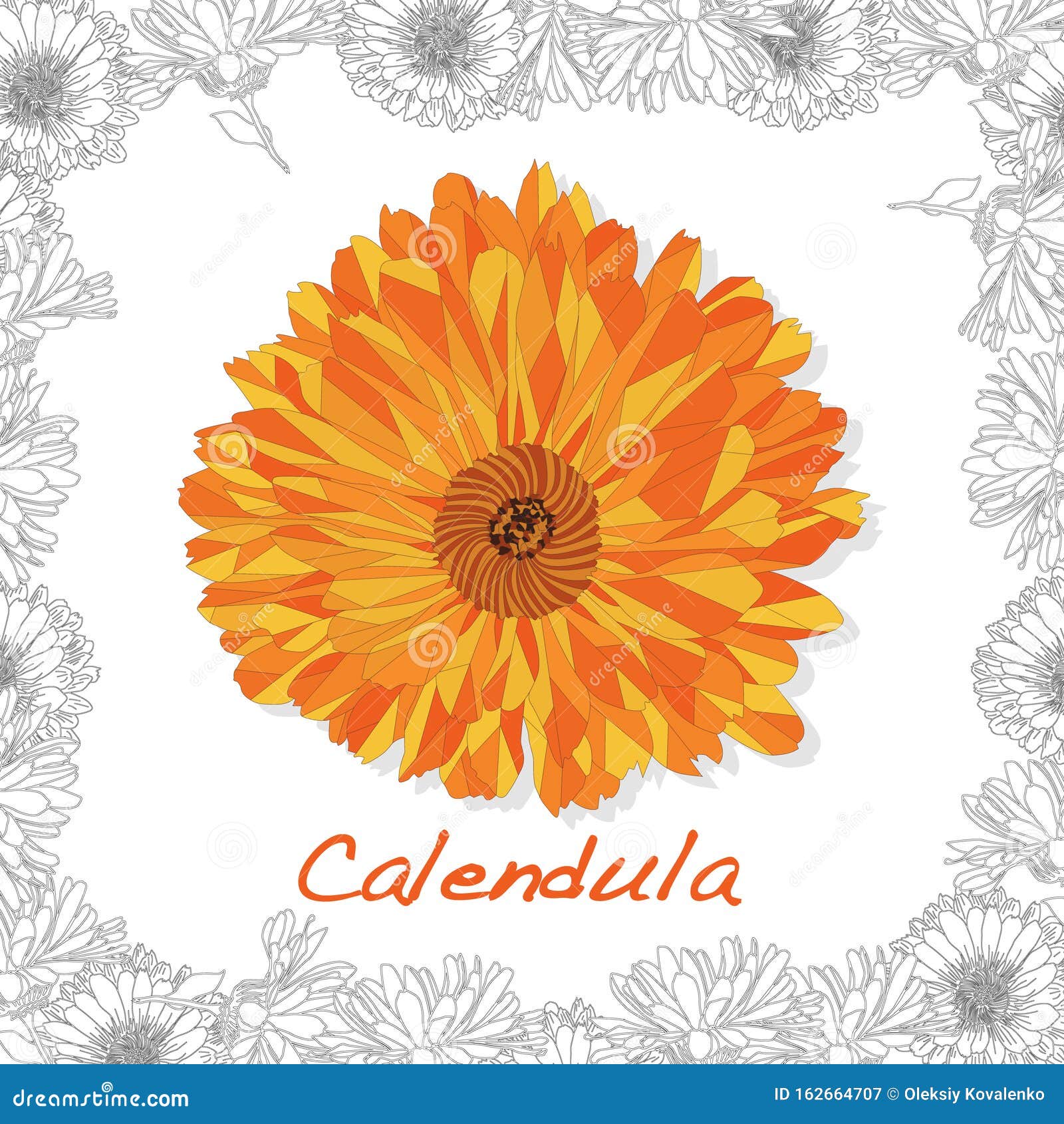Calendula. Medical Herb Illustration Isolated on White Stock Vector ...
