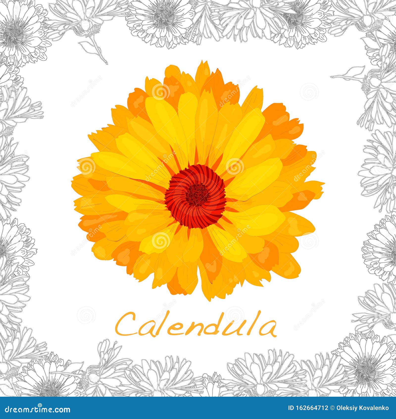 Calendula. Medical Herb Illustration Isolated on White Stock Vector ...