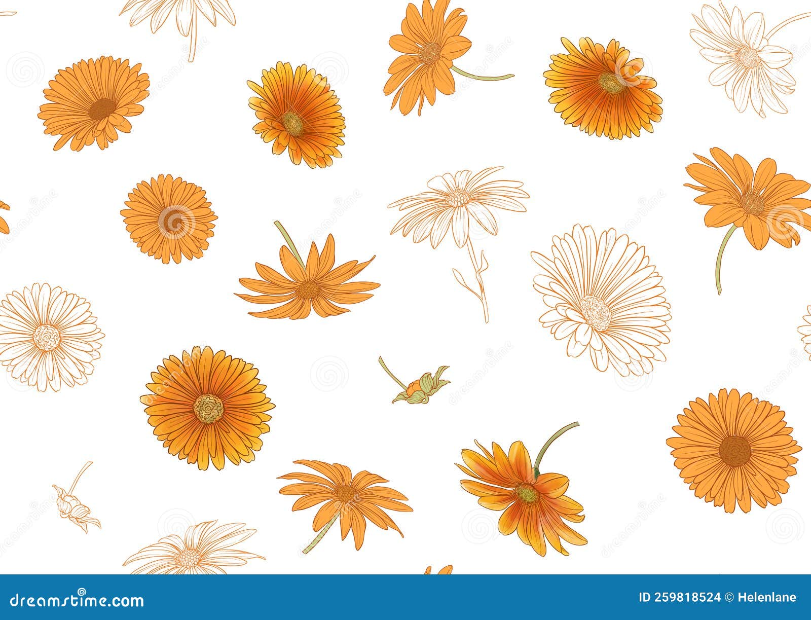 Calendula Medicinal Herbs and Flowers. Stock Vector - Illustration of ...