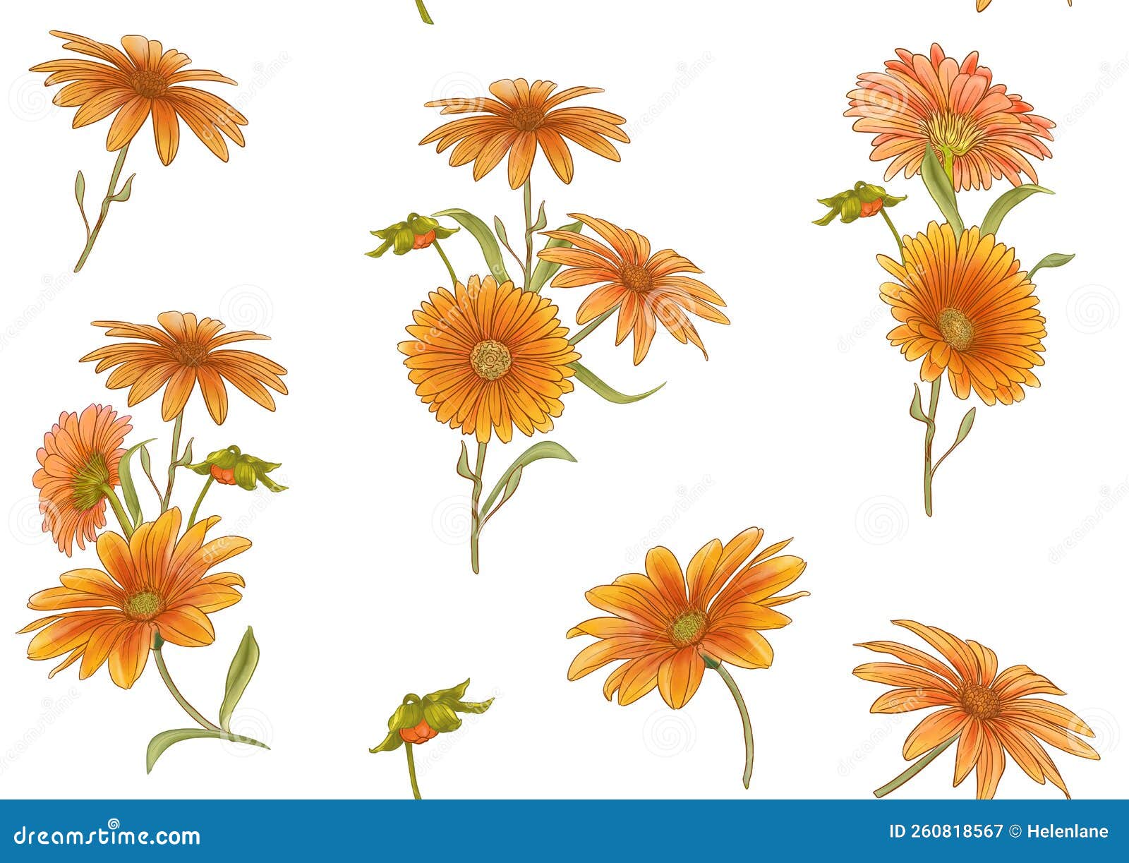 Calendula Medicinal Herbs and Flowers. Stock Vector - Illustration of ...