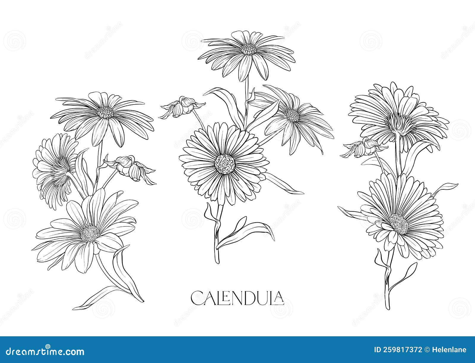 Calendula Medicinal Herbs and Flowers. Stock Vector - Illustration of ...