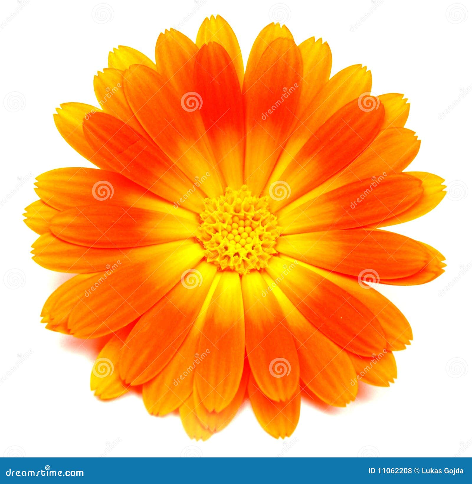 Calendula officinalis stock photo. Image of colourful - 11062208