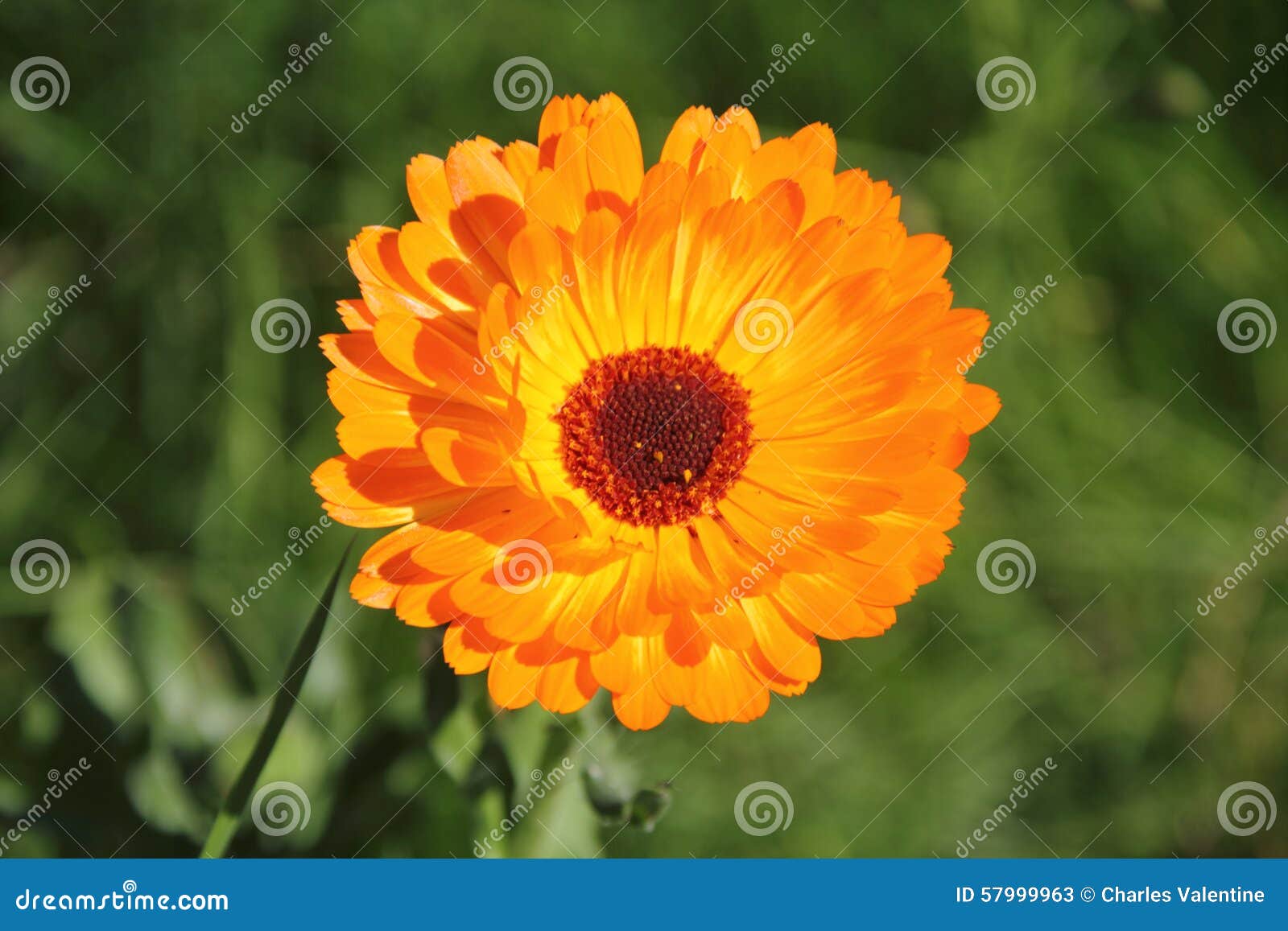 Calendula Officinalis imagen de archivo. Imagen de flor - 57999963