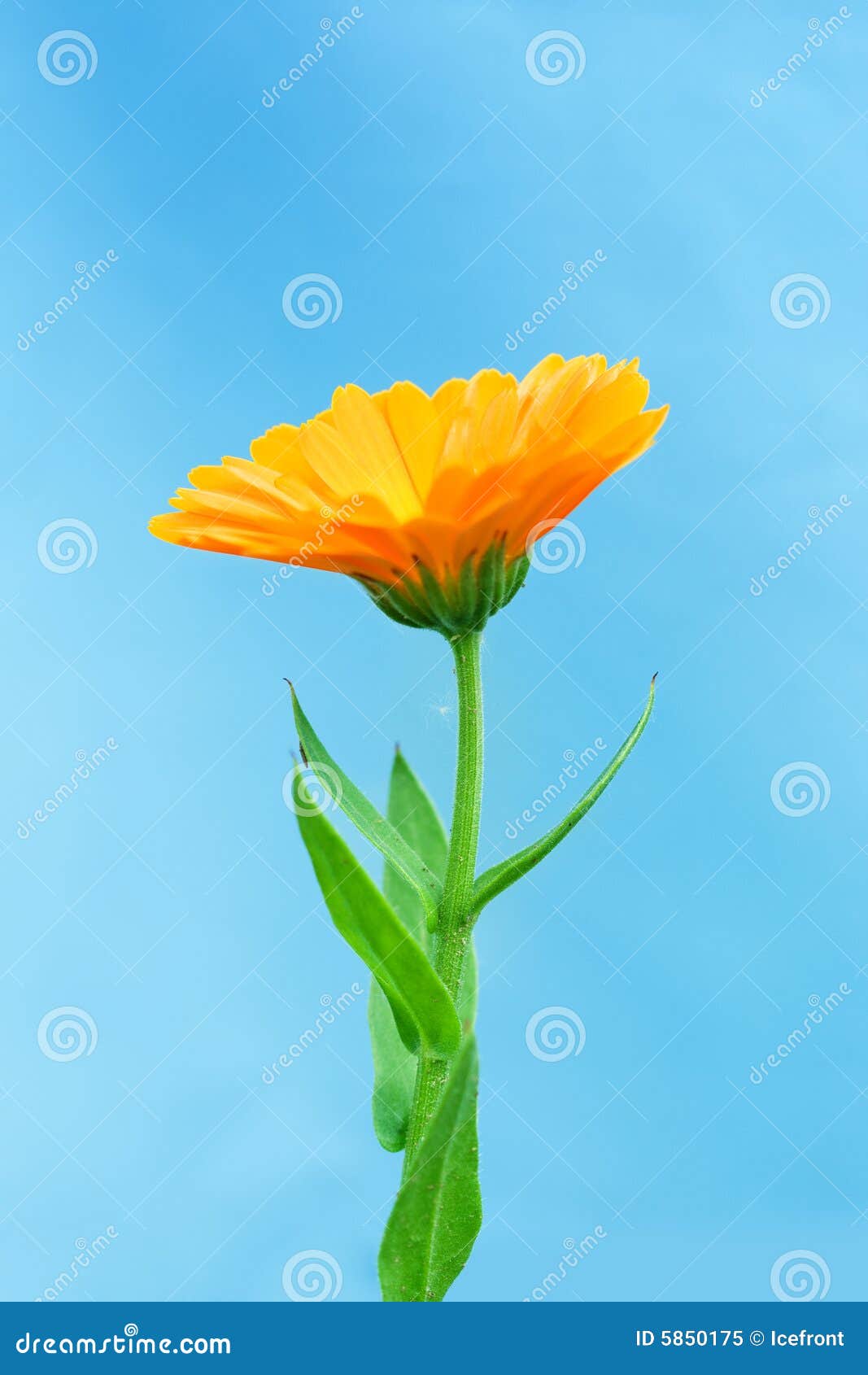 Calendula Officinalis stock image. Image of orange, officinalis - 5850175