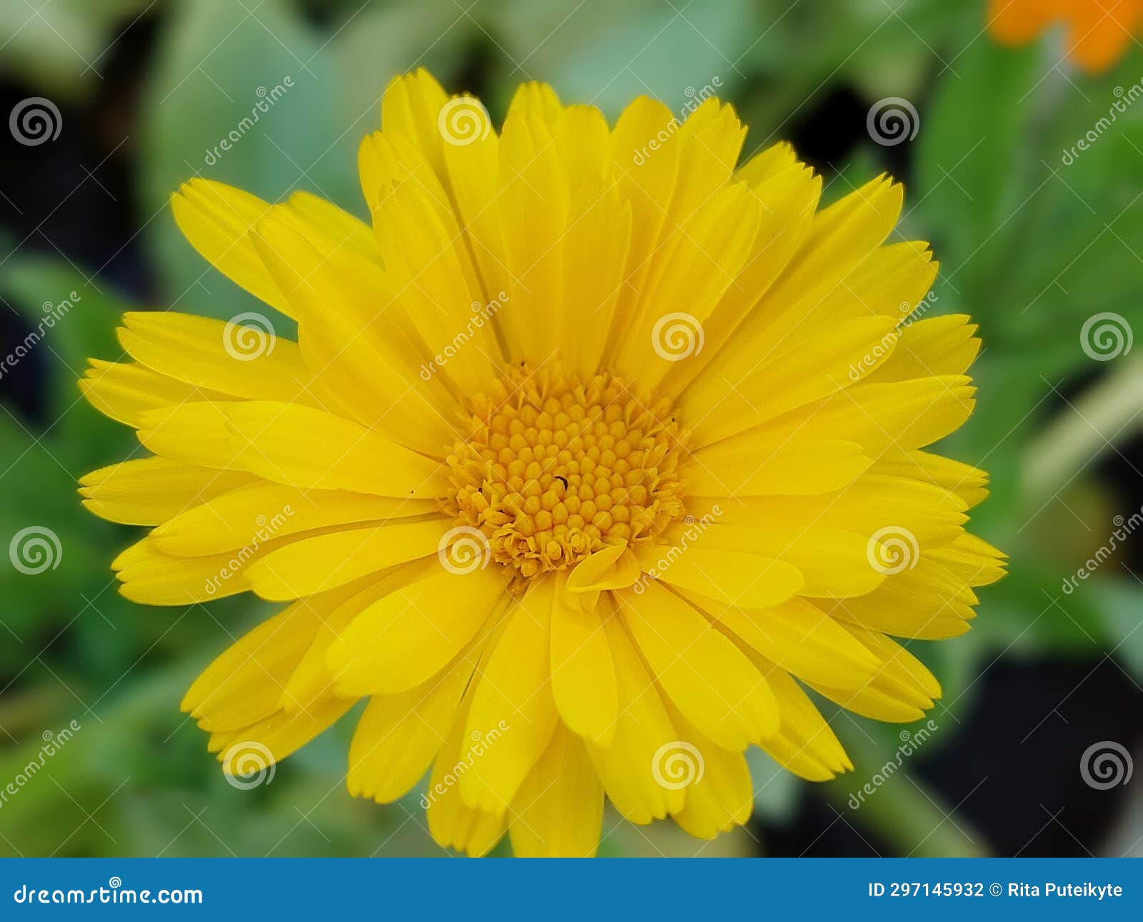 Calendula Officinalis (common Marigold) Stock Photo - Image of ...