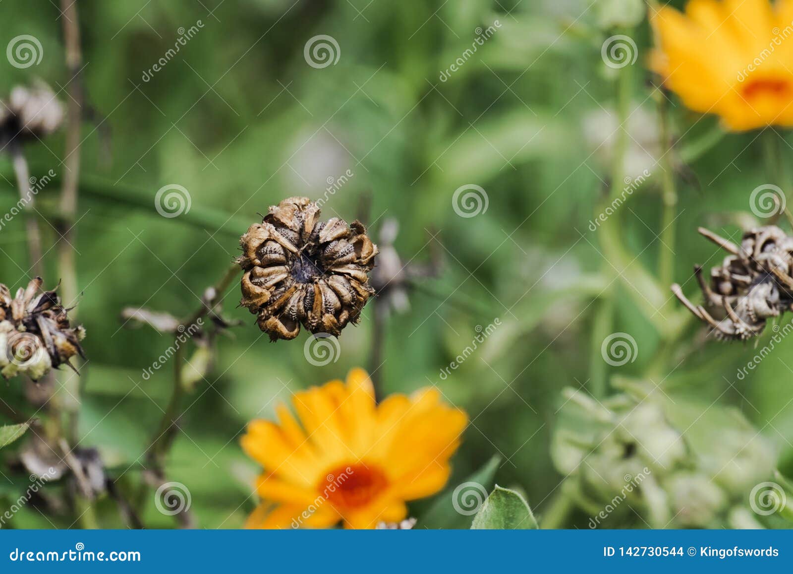 Calendula Officinalis Fruits Stock Photo - Image of family, herbs ...