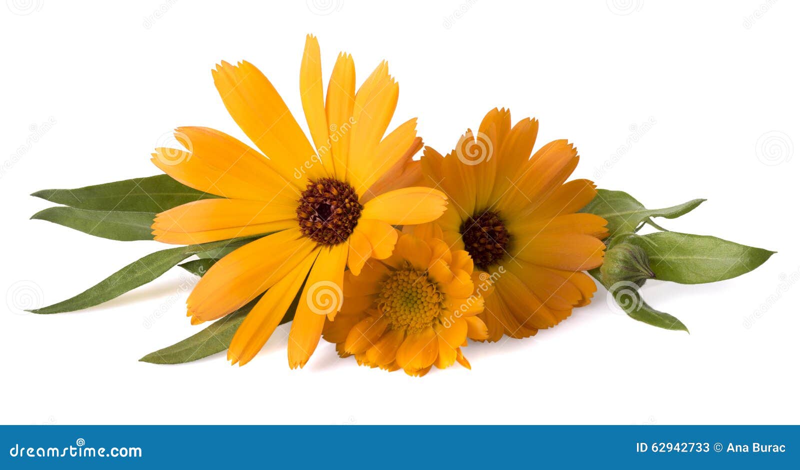 Calendula Officinalis with Leaves Stock Image - Image of herbal, plant ...