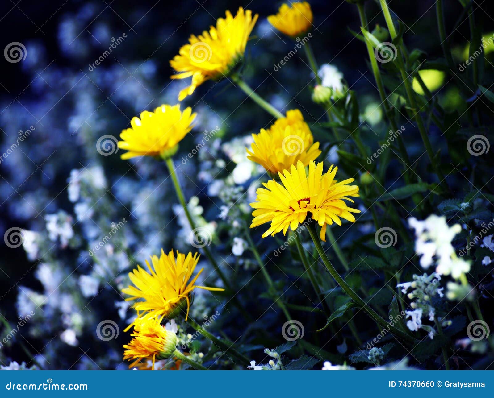 Calendula Officinalis - Pot Marigold Stock Photo - Image of calendula ...
