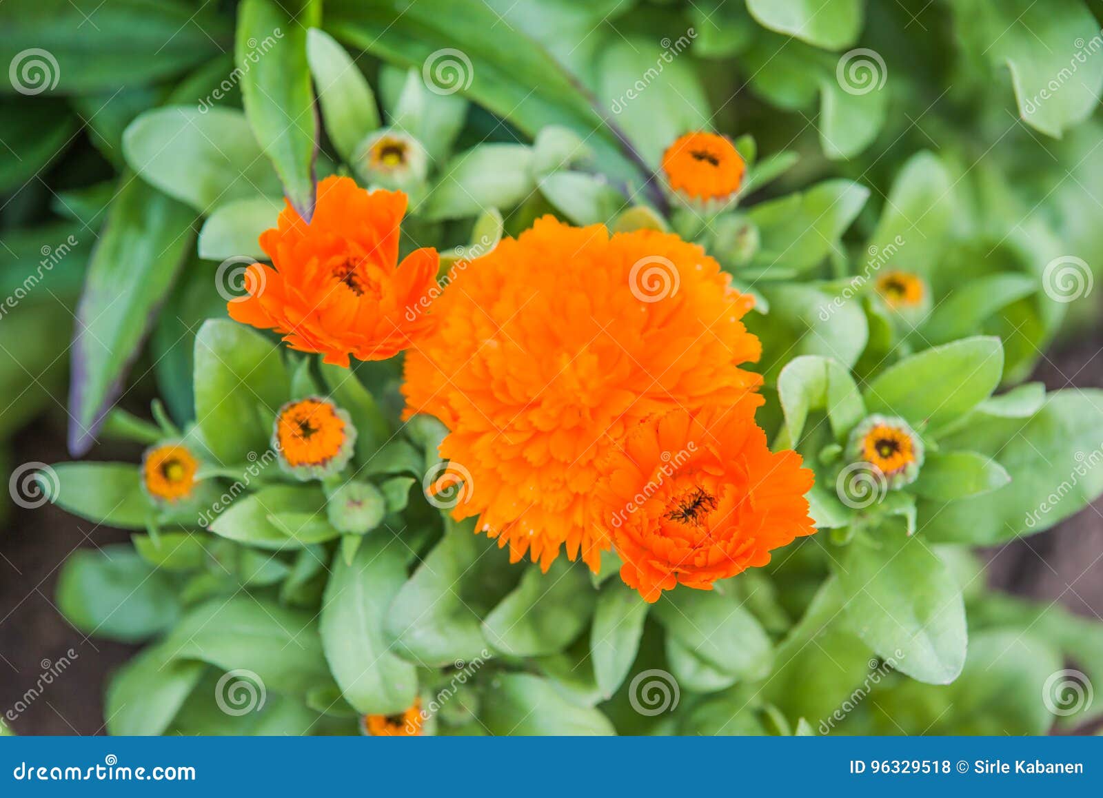 Calendula officinalis stock photo. Image of bloom, botanical - 96329518