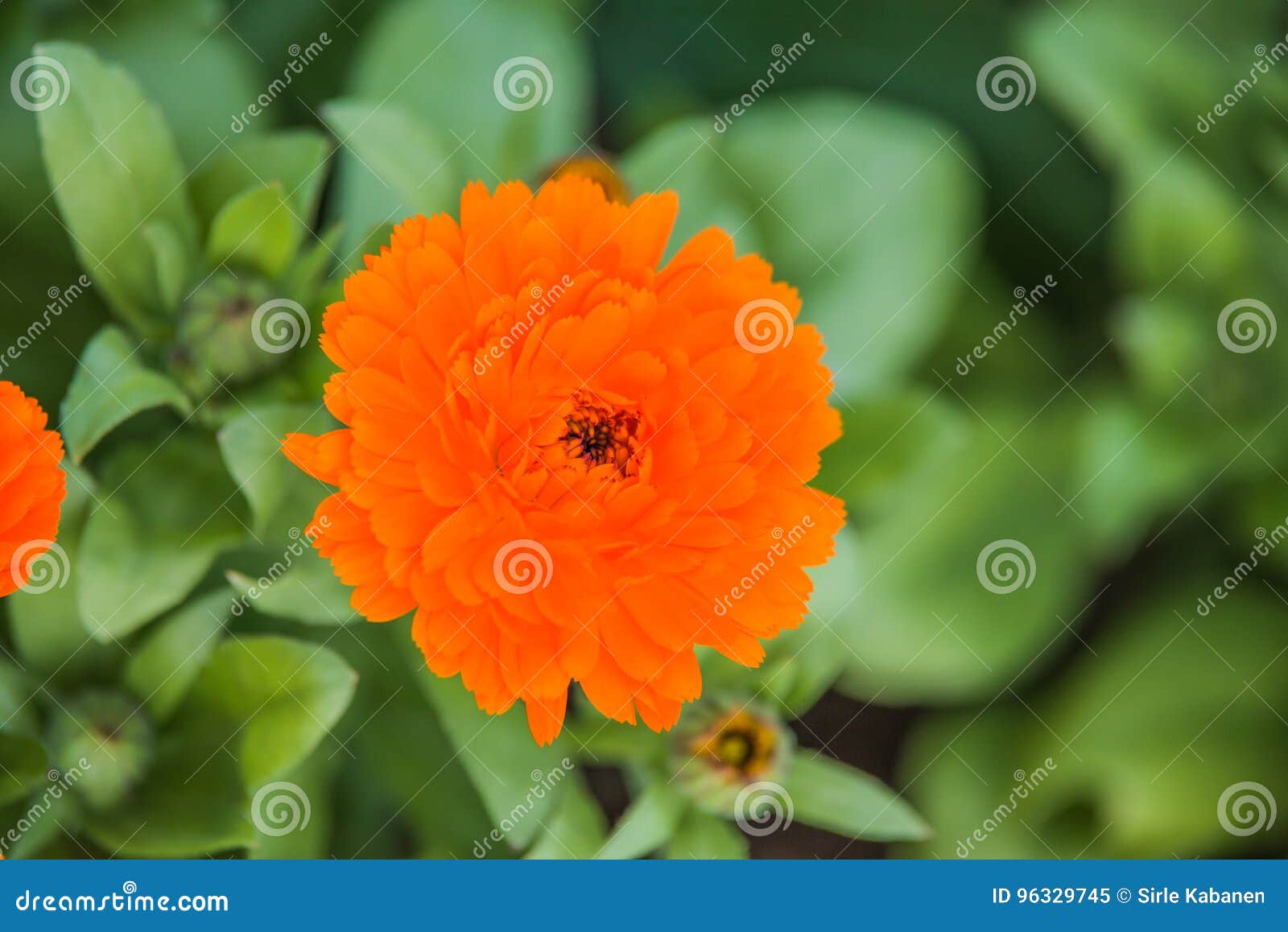 Calendula officinalis stock image. Image of botanical - 96329745