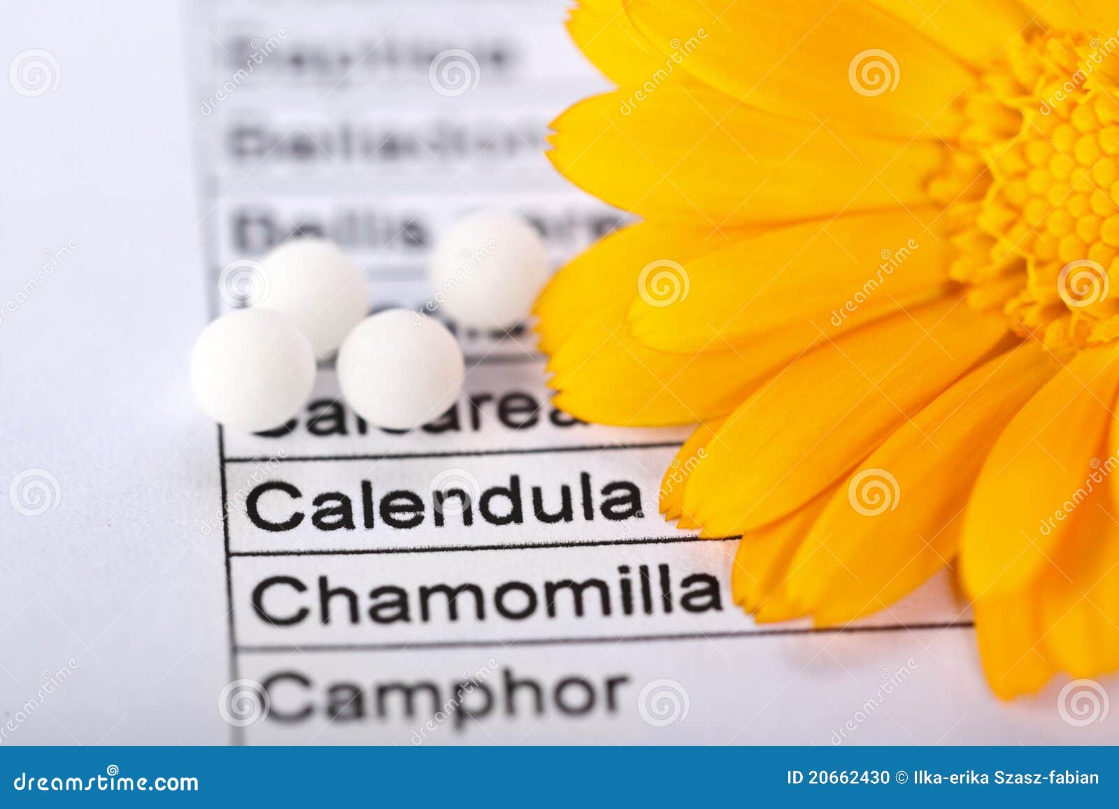 Calendula Officinalis and Word Focused on Sheet Stock Photo - Image of ...