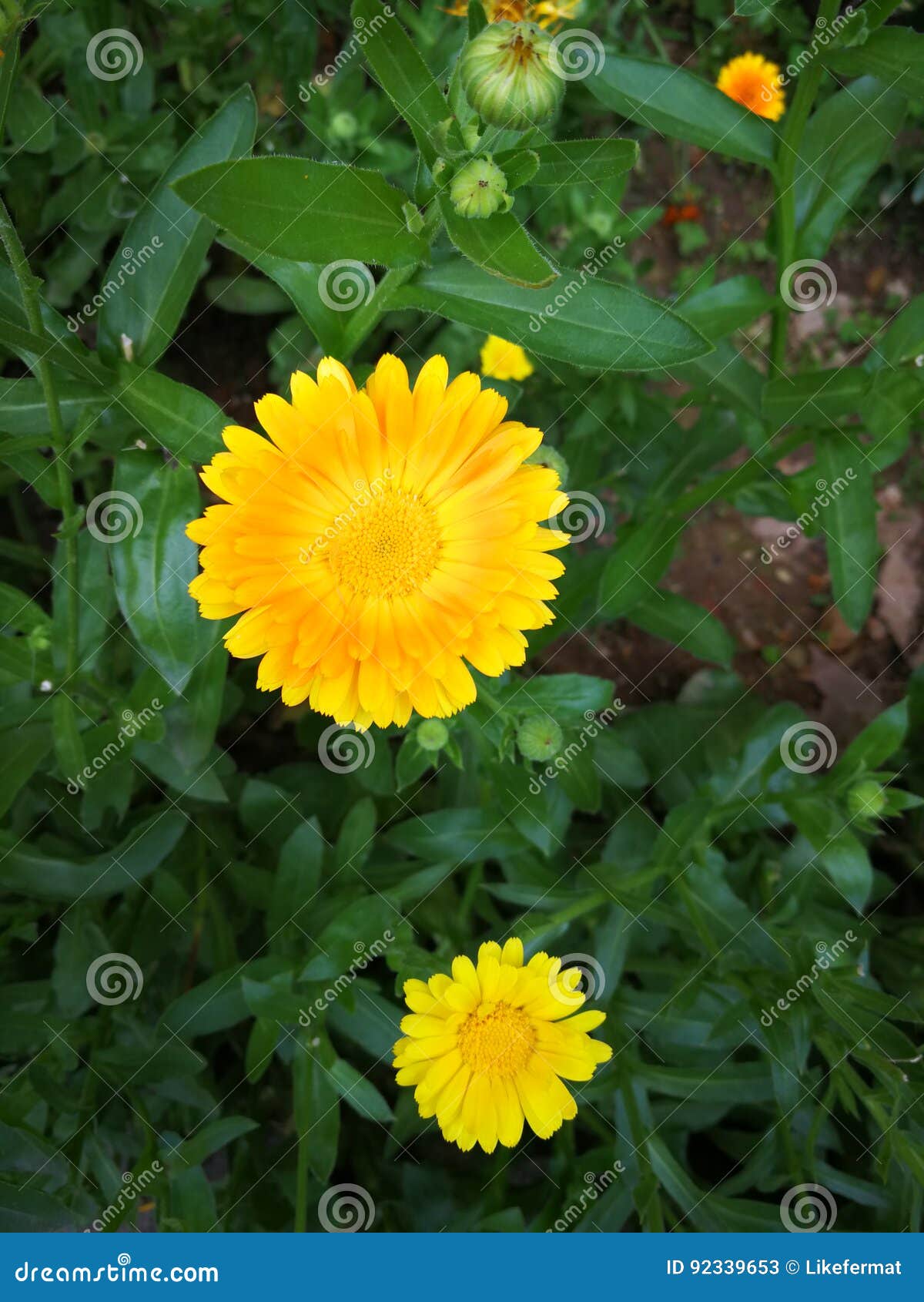 Calendula officinalis stock image. Image of chrysanthemum - 92339653