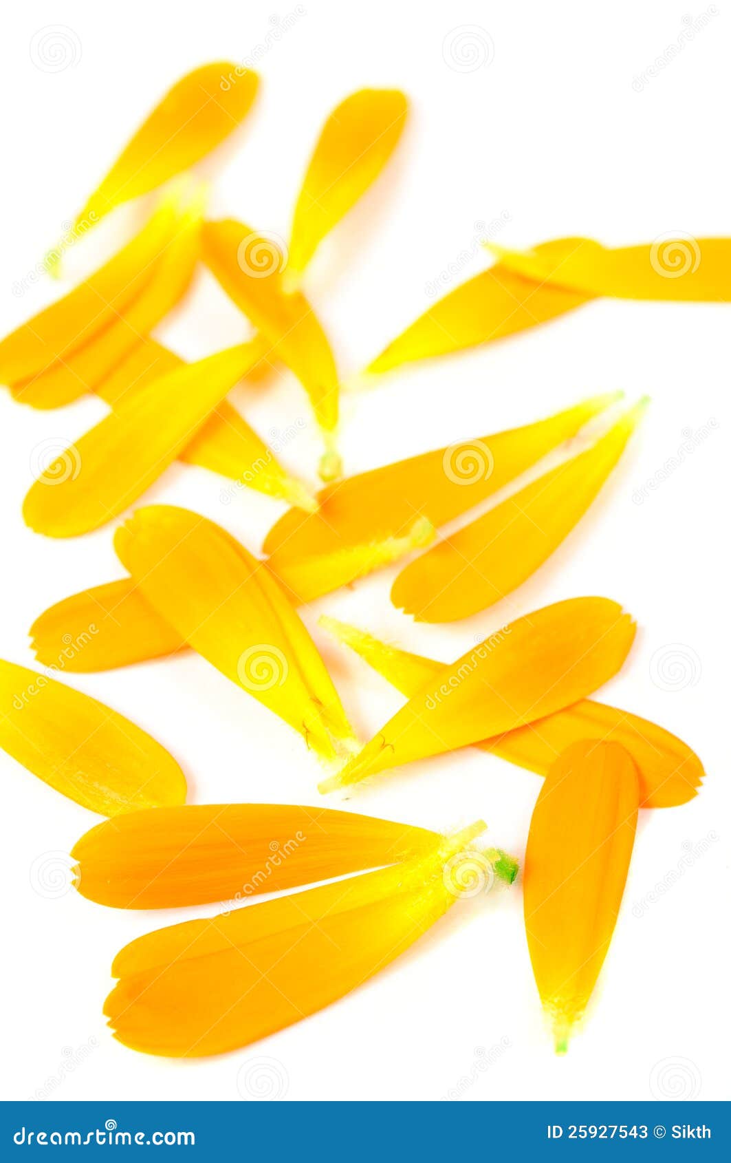 948 Calendula Pot Marigold Flower Petals Stock Photos - Free & Royalty ...