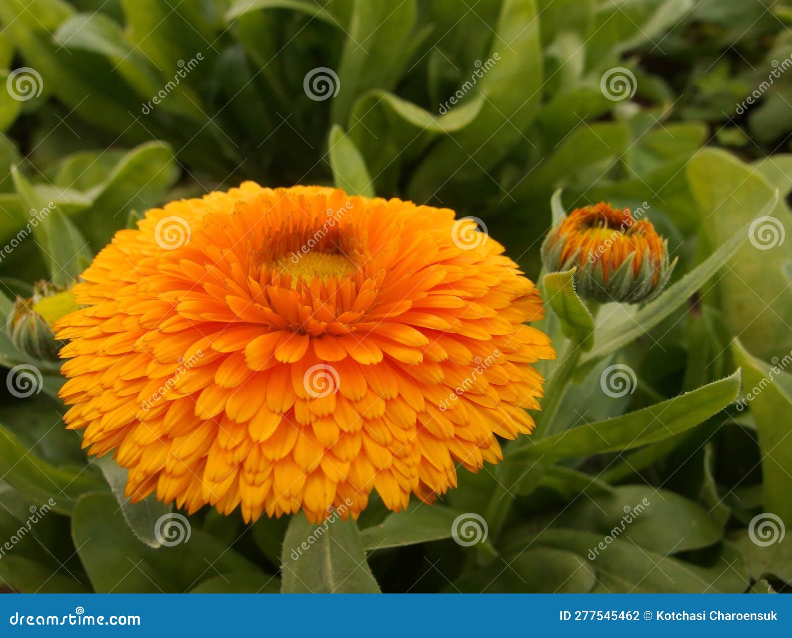 Calendula stock photo. Image of garden, officinalis - 277545462