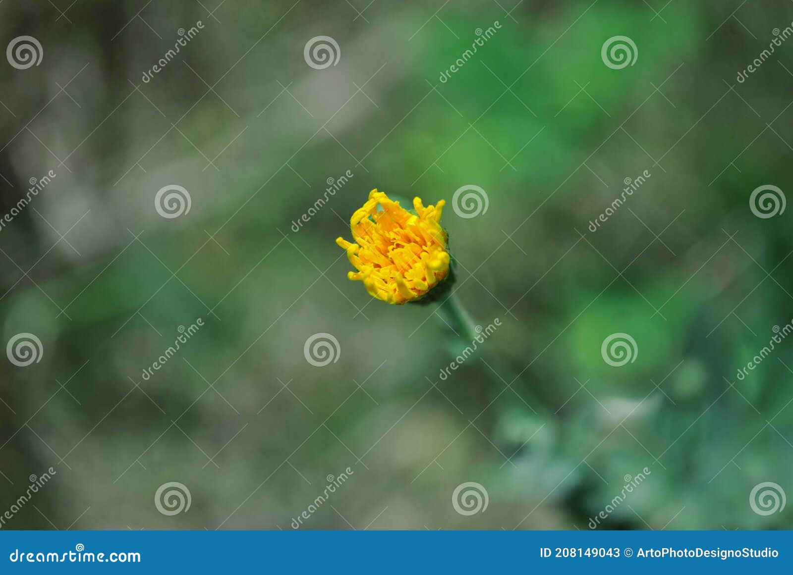 Calendula Stem with Bud, Top View, Soft Blurry Background Stock Image ...