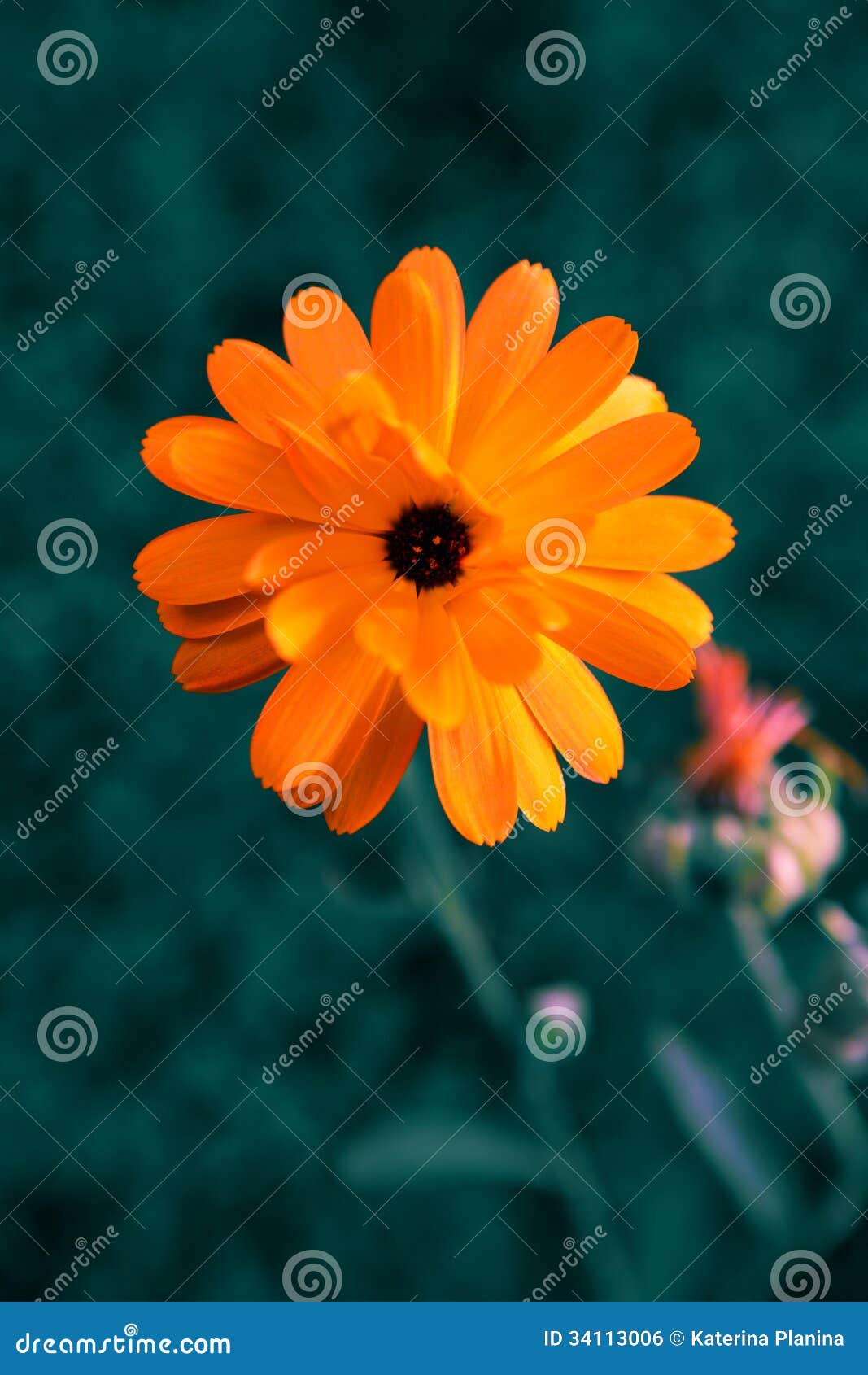 Calendula,unusual colors stock photo. Image of medicinal - 34113006