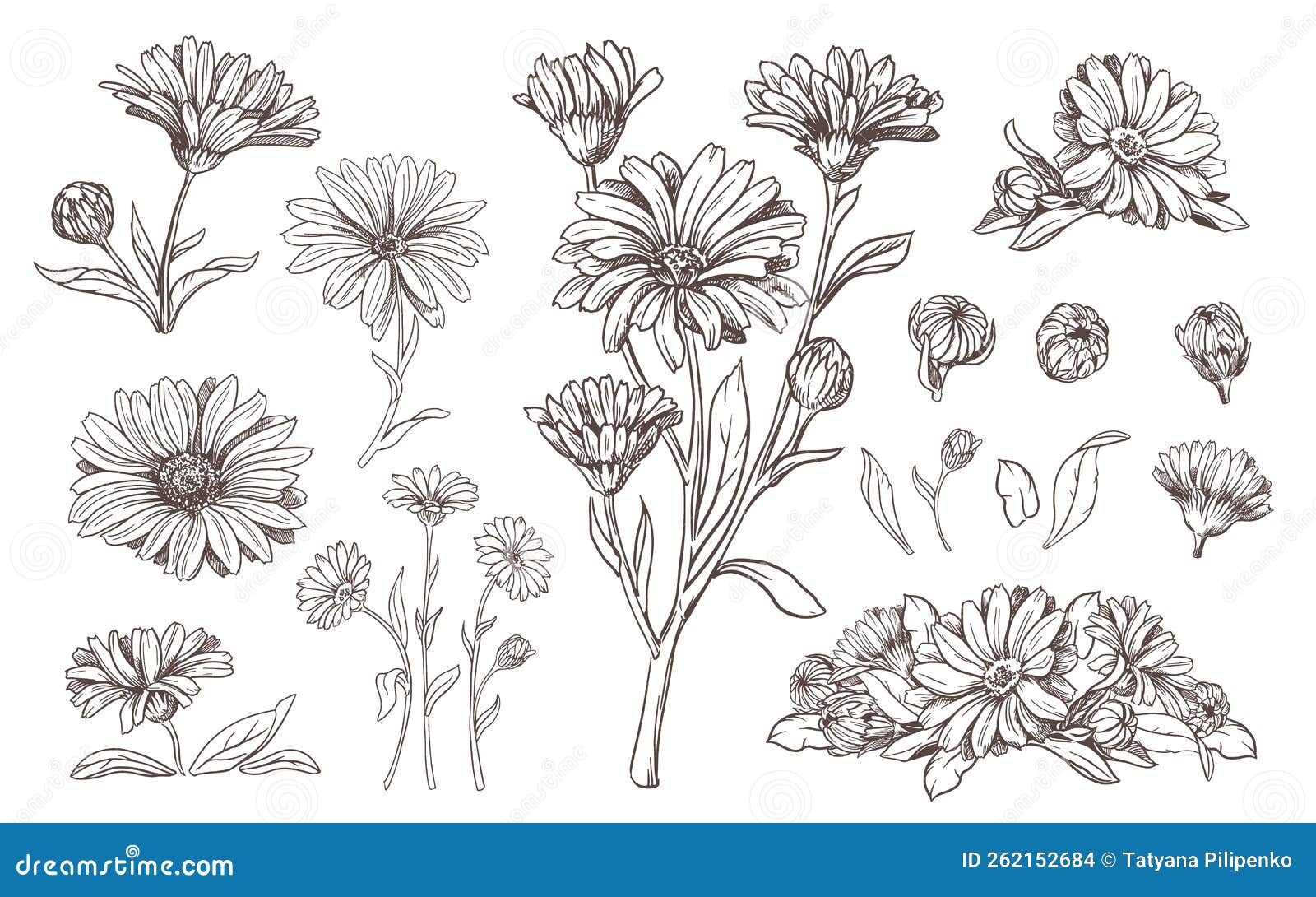Calendula. Vector Drawing on a White Background Stock Vector ...